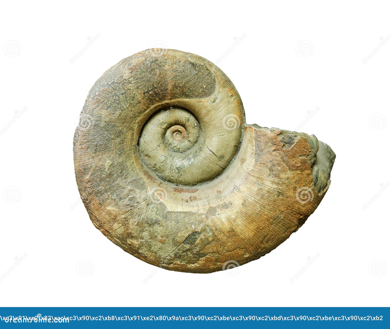 Fossilized Shell Of Prehistoric Times In Building Block Of Portuguese ...
