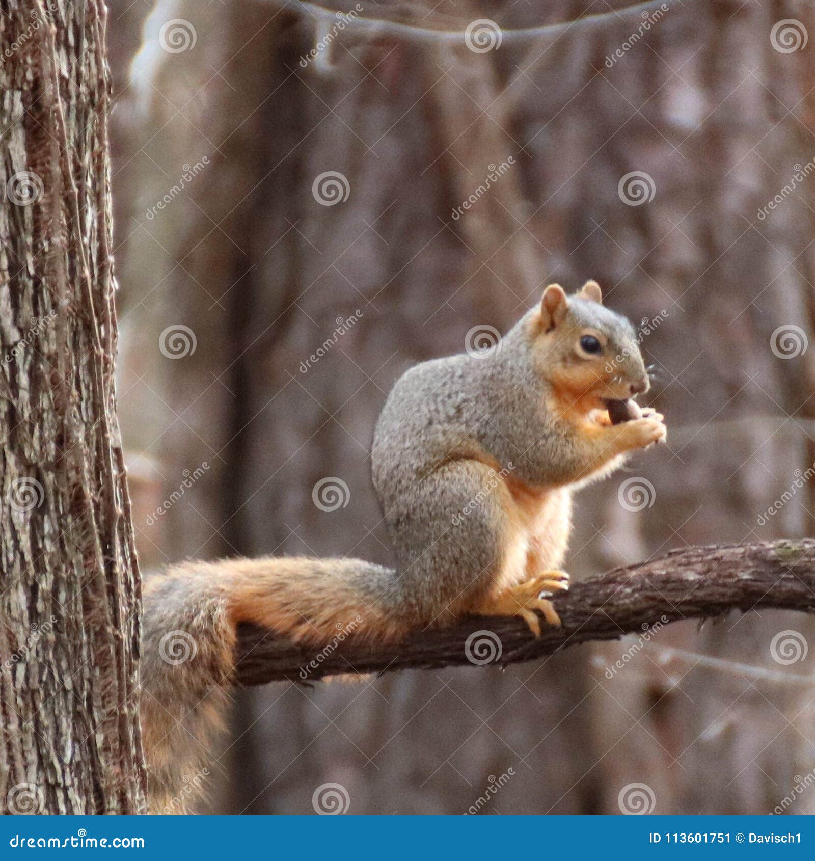 Fox Squirrel Sitting on Limb Stock Image - Image of front, poised ...