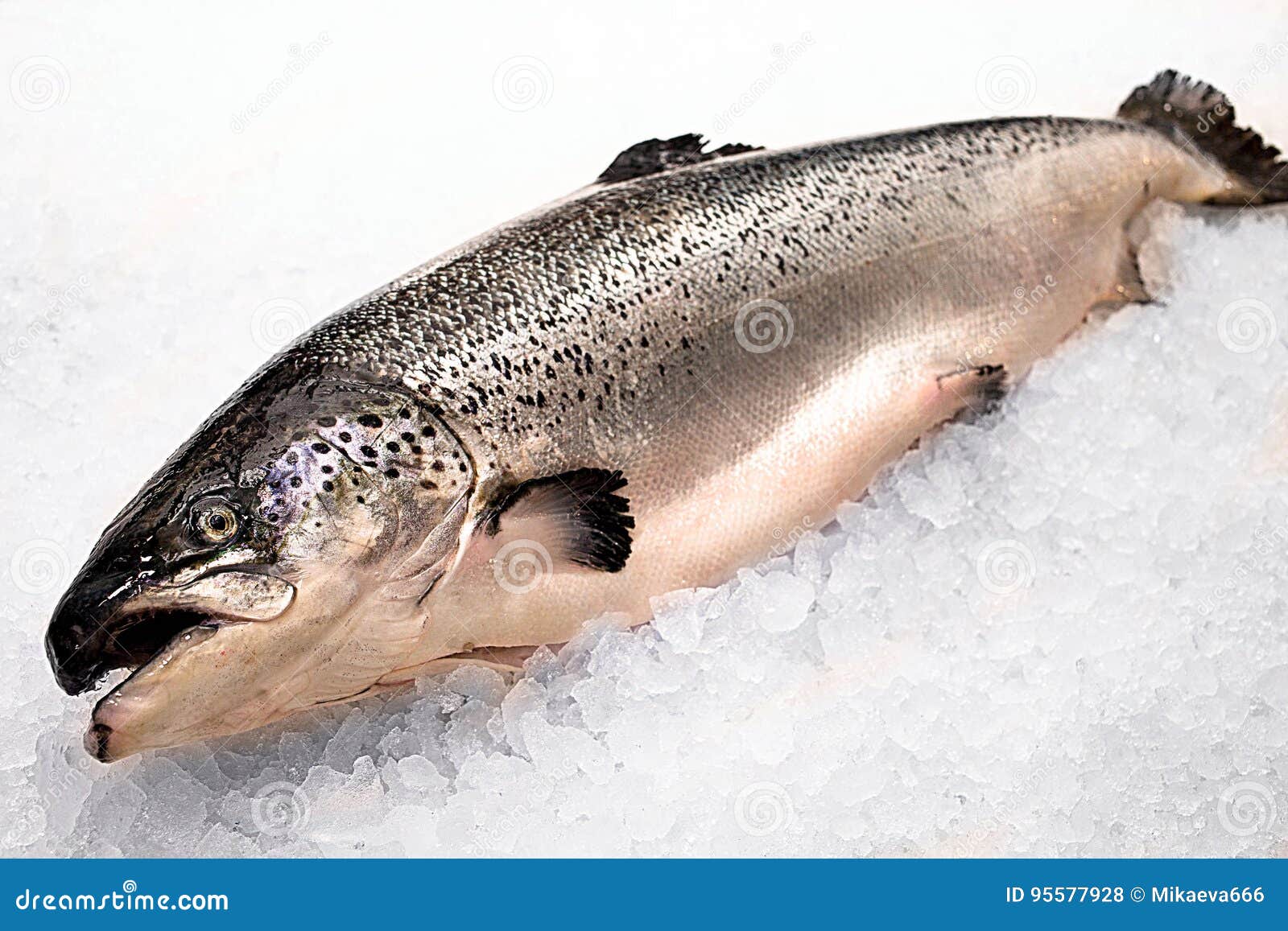 Large fresh fish stock photo. Image of ingredient, restaurant - 95577928