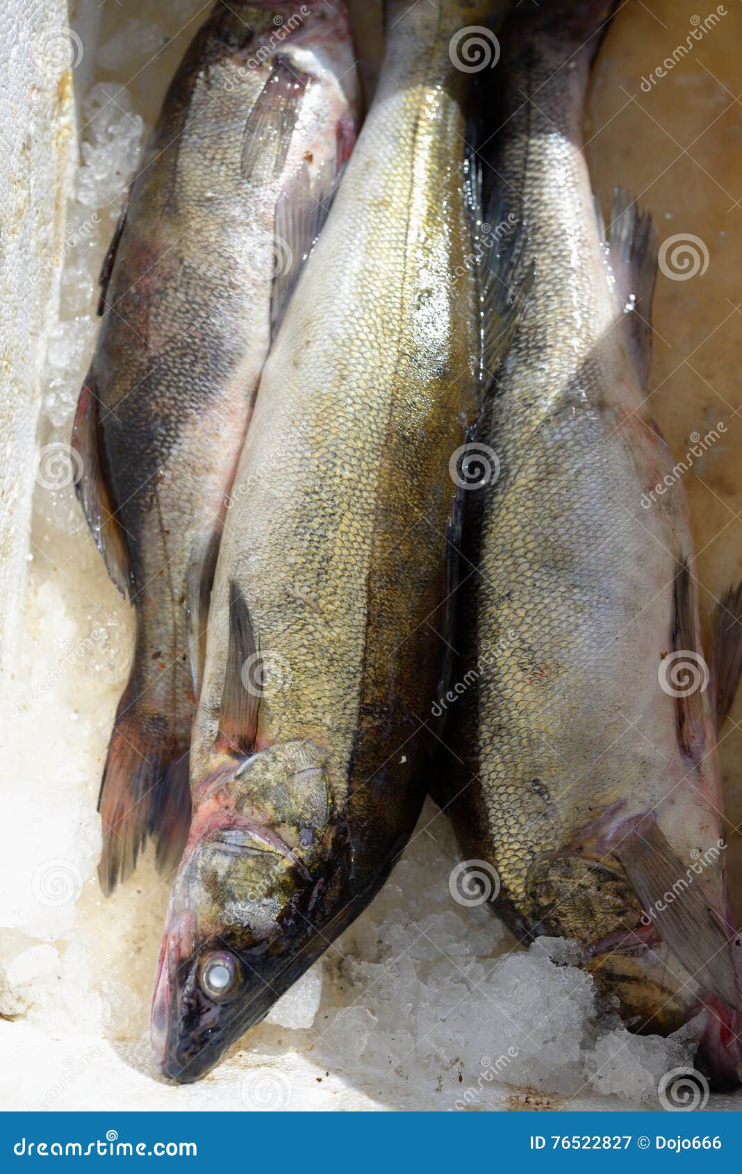Large Fresh Frozen Pike Perch Fish in Ice Stock Image - Image of frozen ...