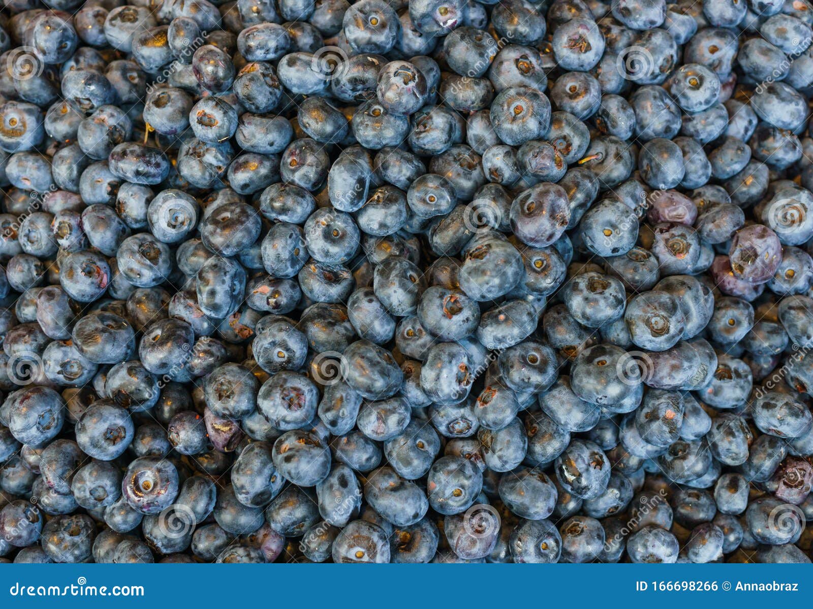 Large, Fresh Garden Blueberry, Collected in Trays Stock Photo - Image ...