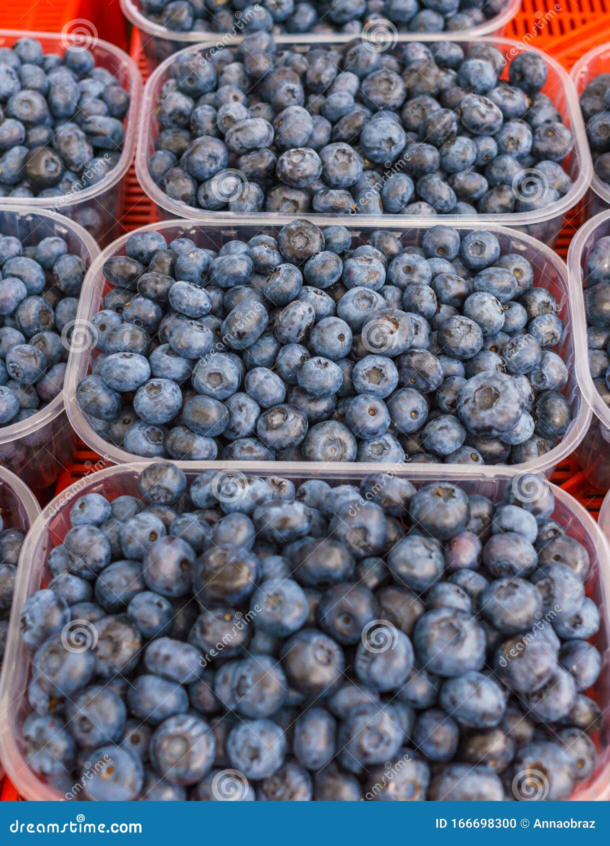 Large, Fresh Garden Blueberry, Collected in Trays Stock Photo - Image ...