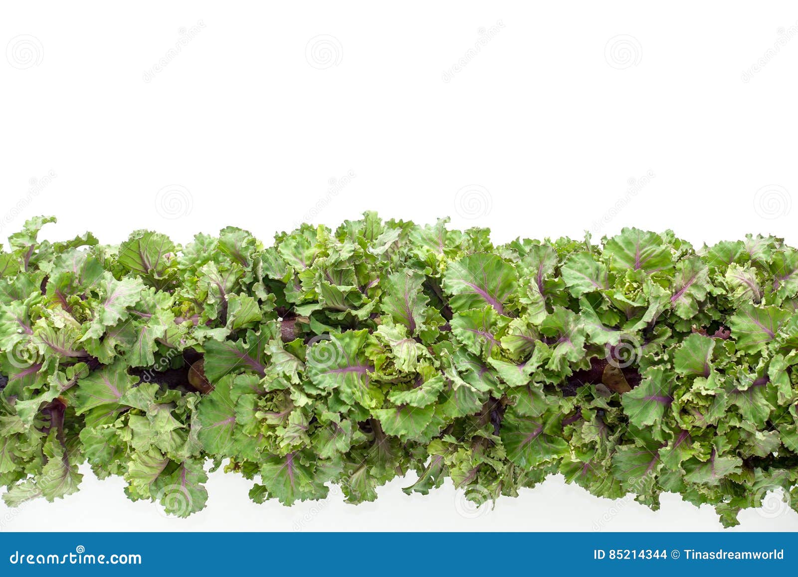 Large Fresh Kalette Stalk Backlit Stock Photo - Image of cooking ...