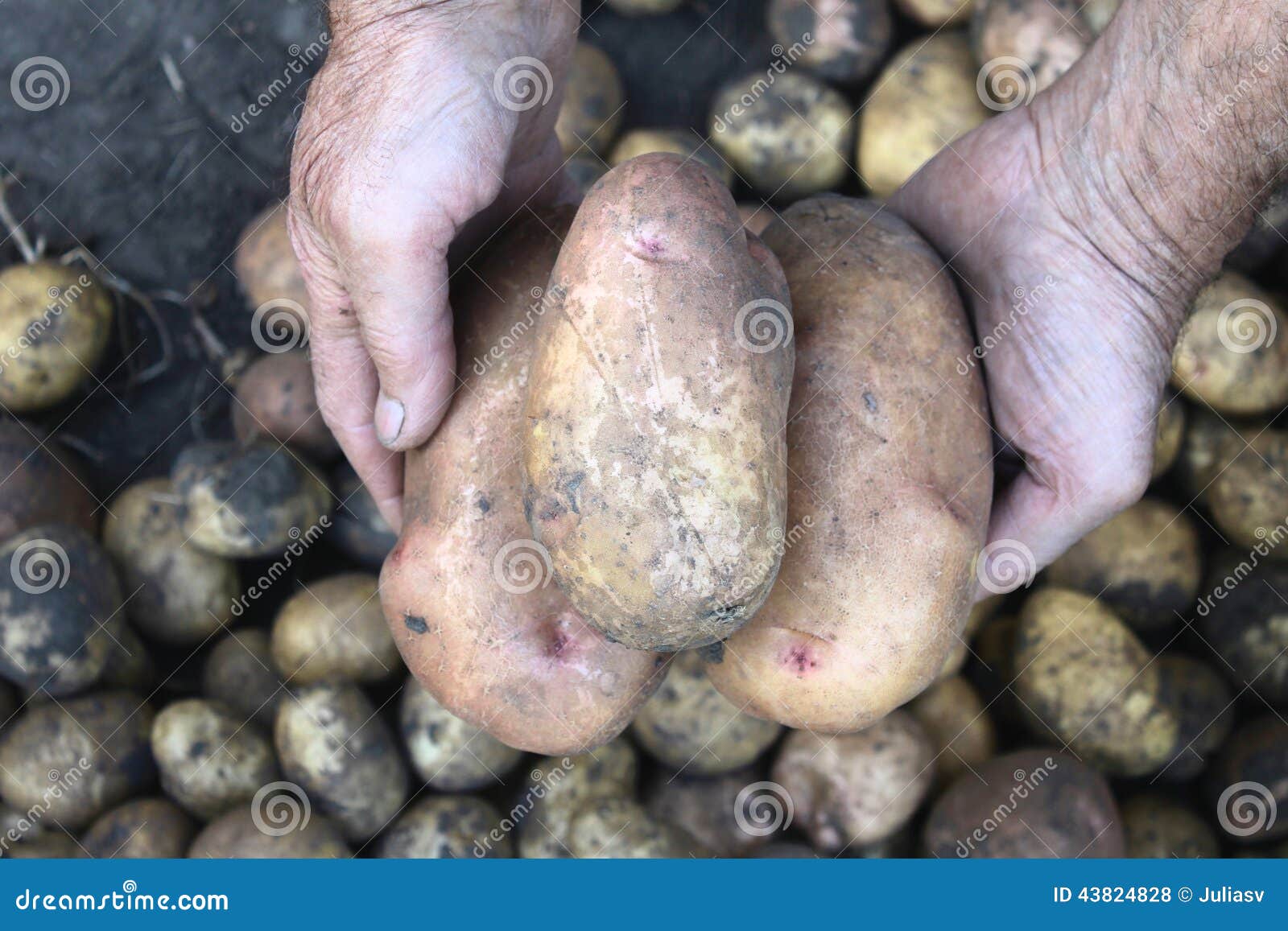 Large Fresh Potatoes in Farmer S Hands. Stock Photo - Image of labor ...