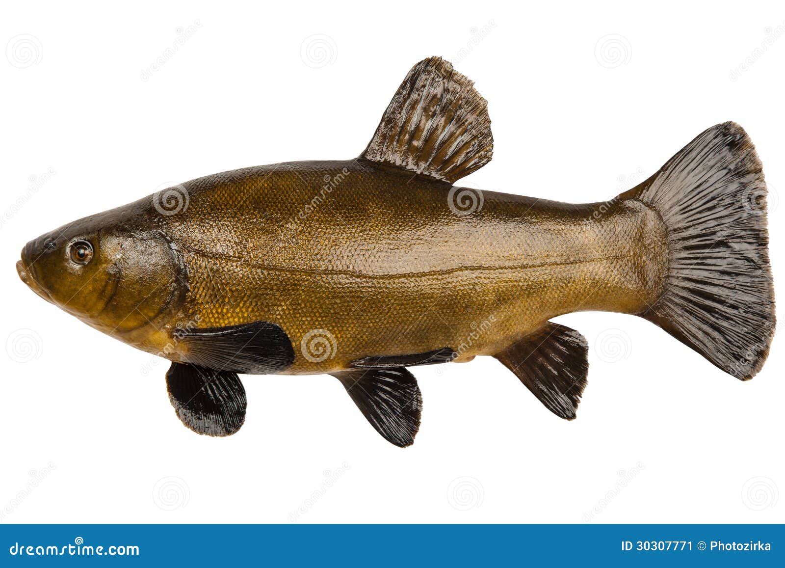 Fish tench stock image. Image of horizontal, nutrition - 30307771