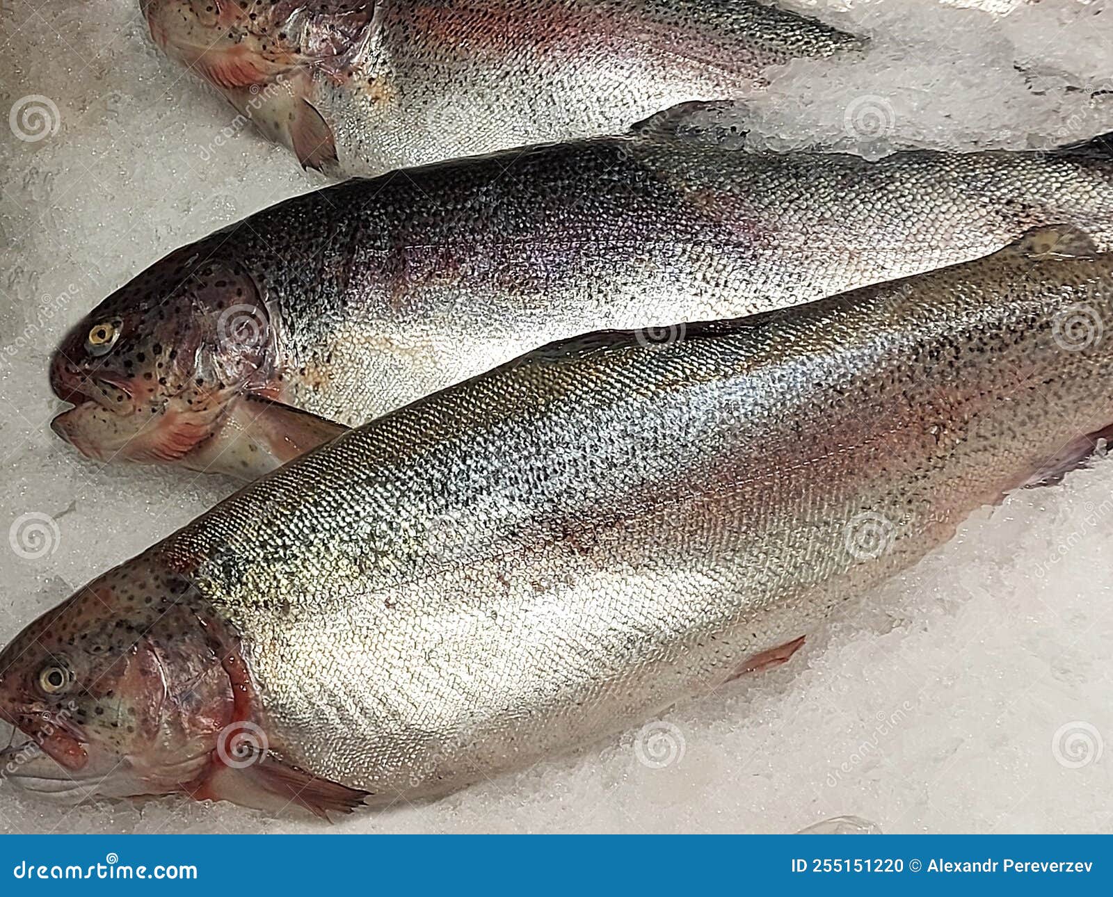 A Large Fresh Trout is Presented in the Showcase Stock Photo - Image of ...