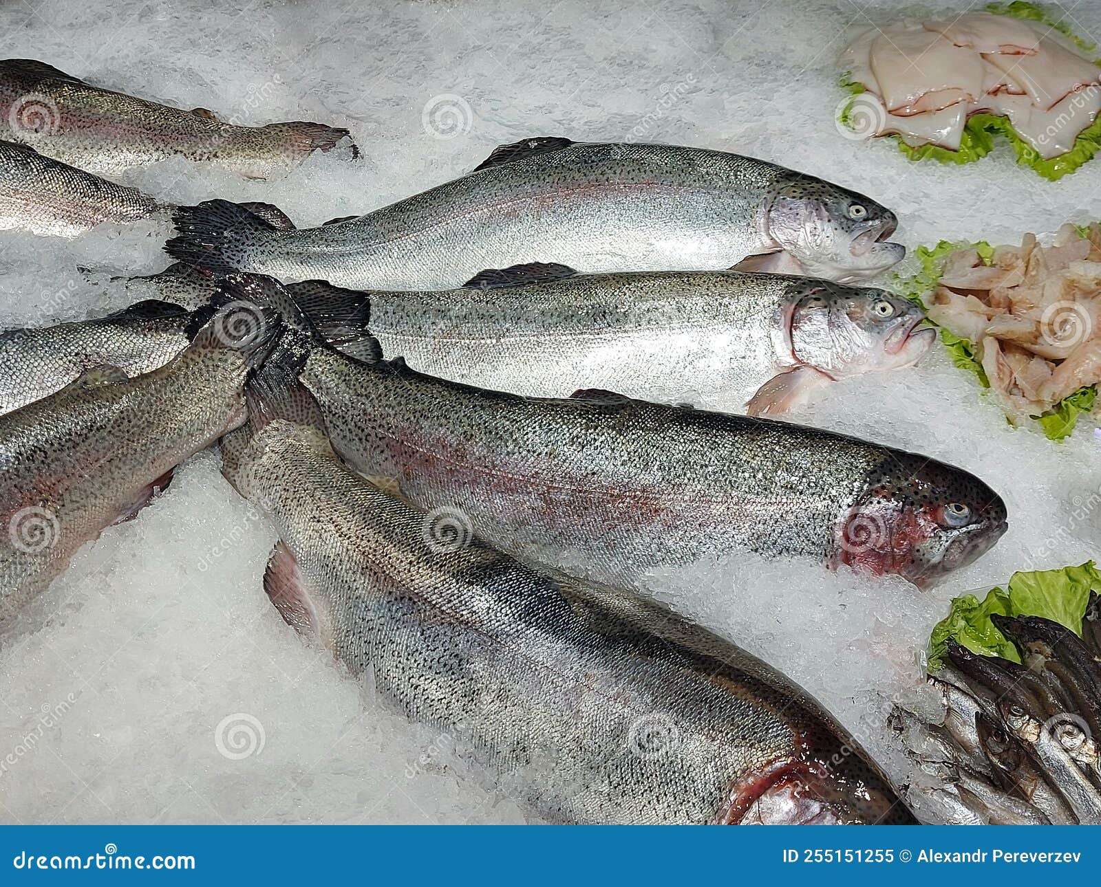 A Large Fresh Trout is Presented in the Showcase Stock Image - Image of ...