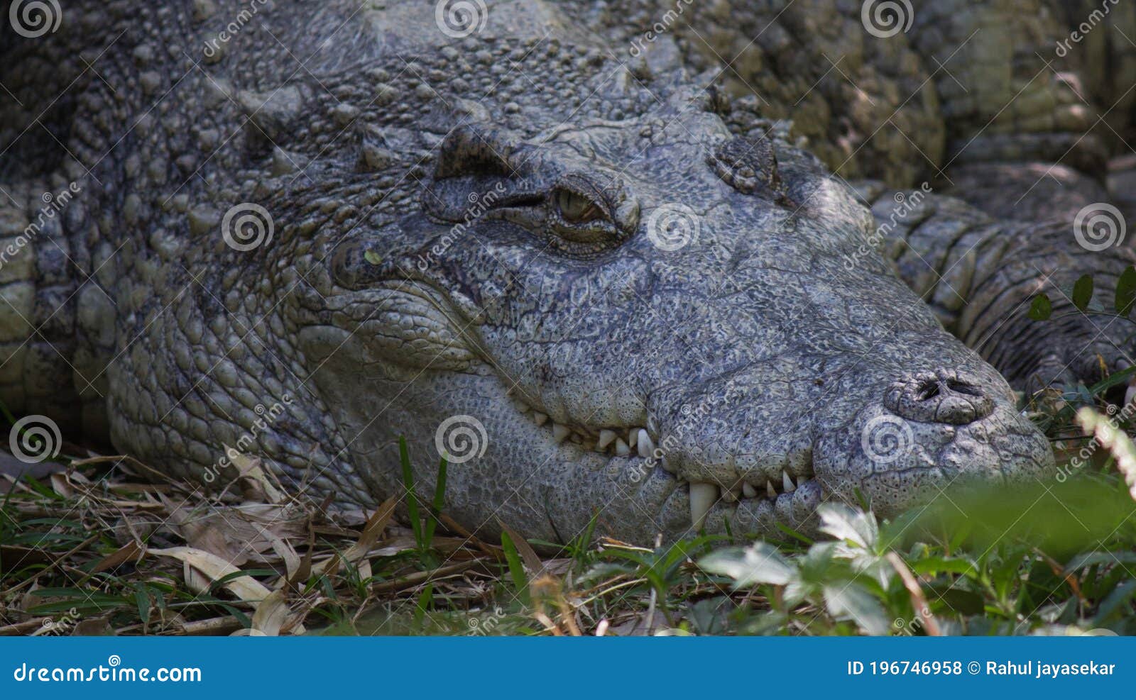 Large Freshwater Crocodile on Land Stock Photo - Image of africa ...