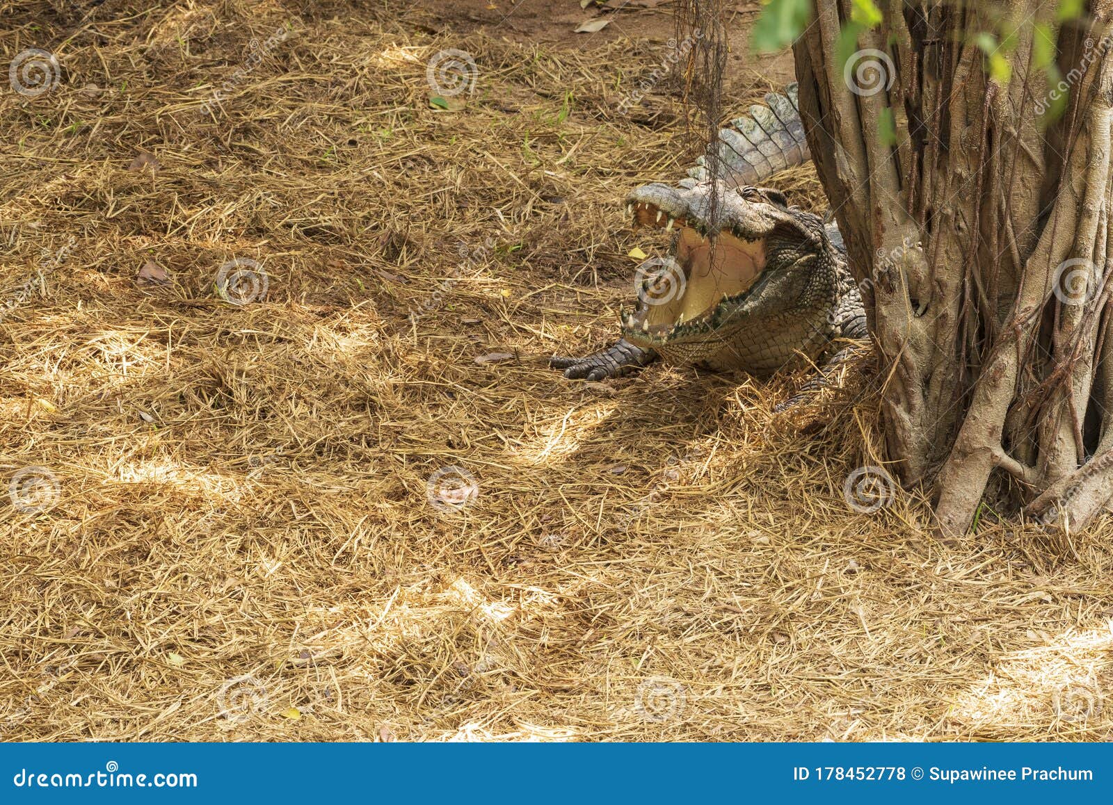 Large Freshwater Crocodile Lying in the Trees Stock Photo - Image of ...