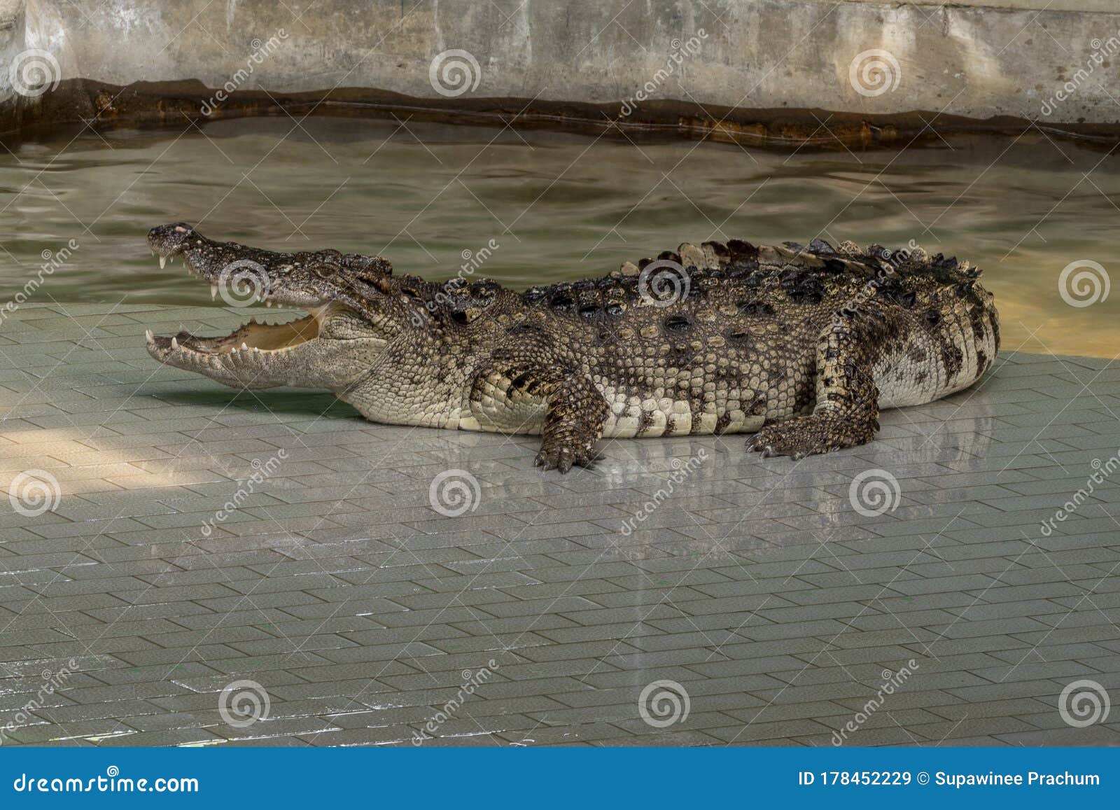 Large Freshwater Crocodile Sunbathing by the Pool Stock Image - Image ...