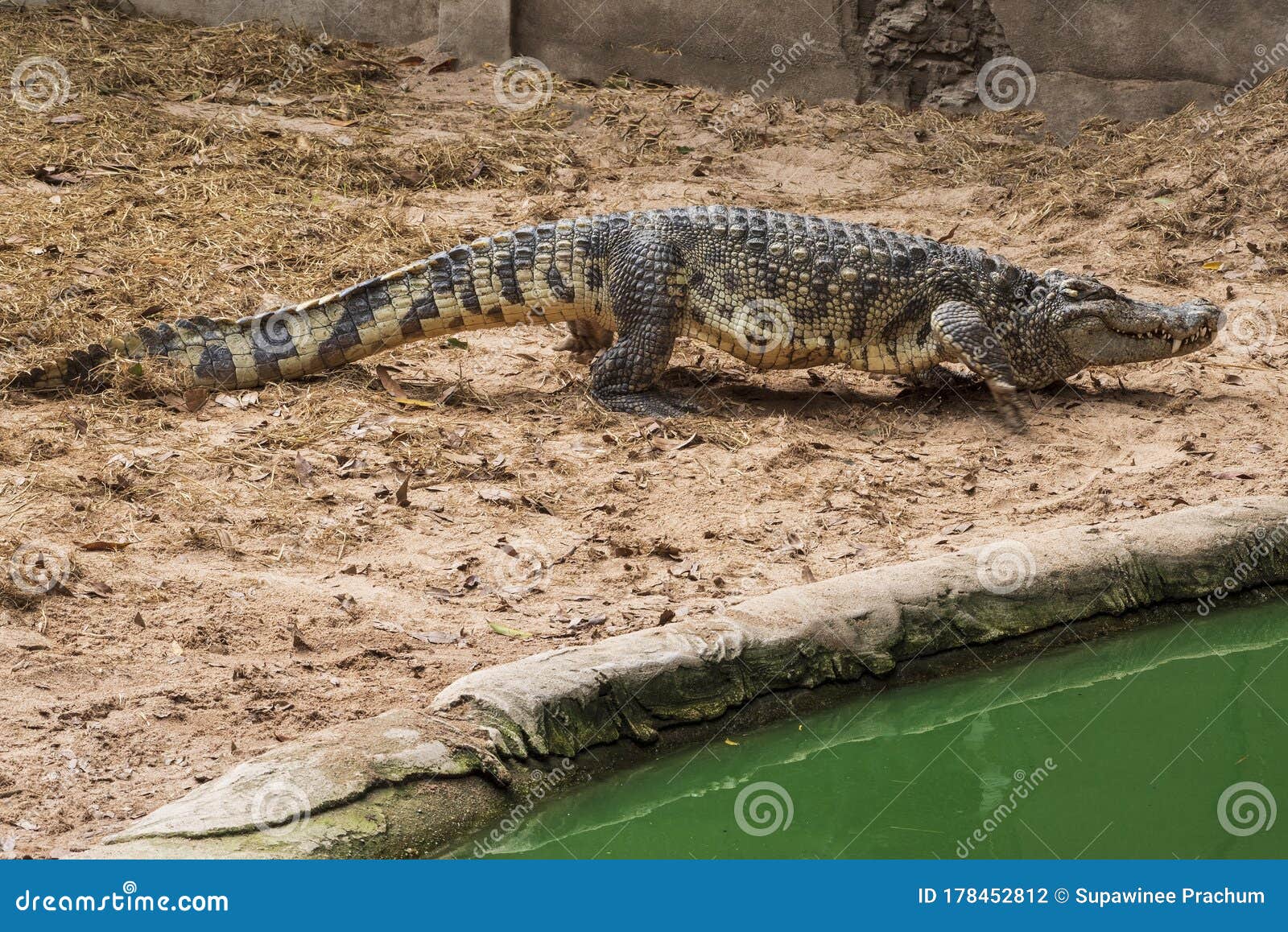 Large Freshwater Crocodile Walking on the Ground by the Pool Stock ...