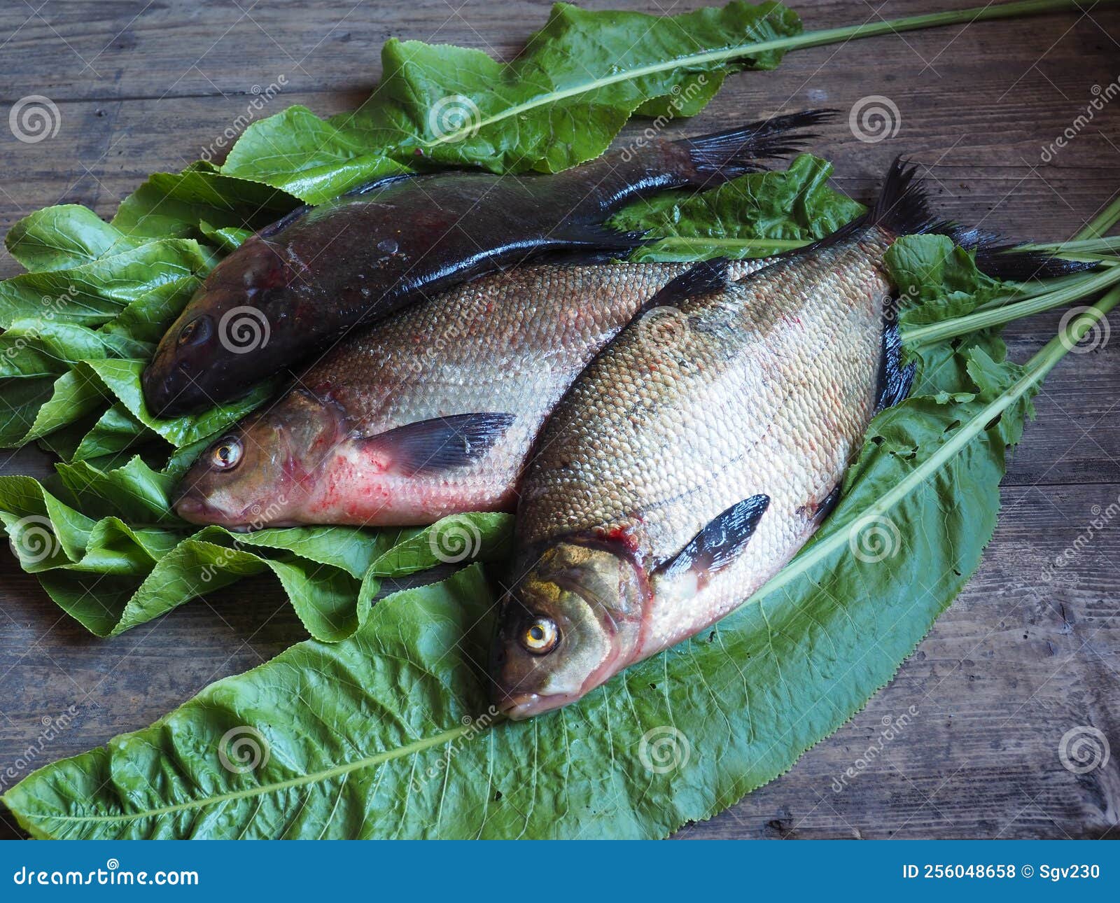 Large Freshwater Fish on the Table Stock Photo - Image of lake, leisure ...