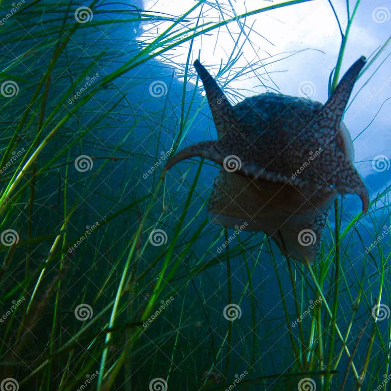 The freshwater devil stock image. Image of antivirus - 192862673