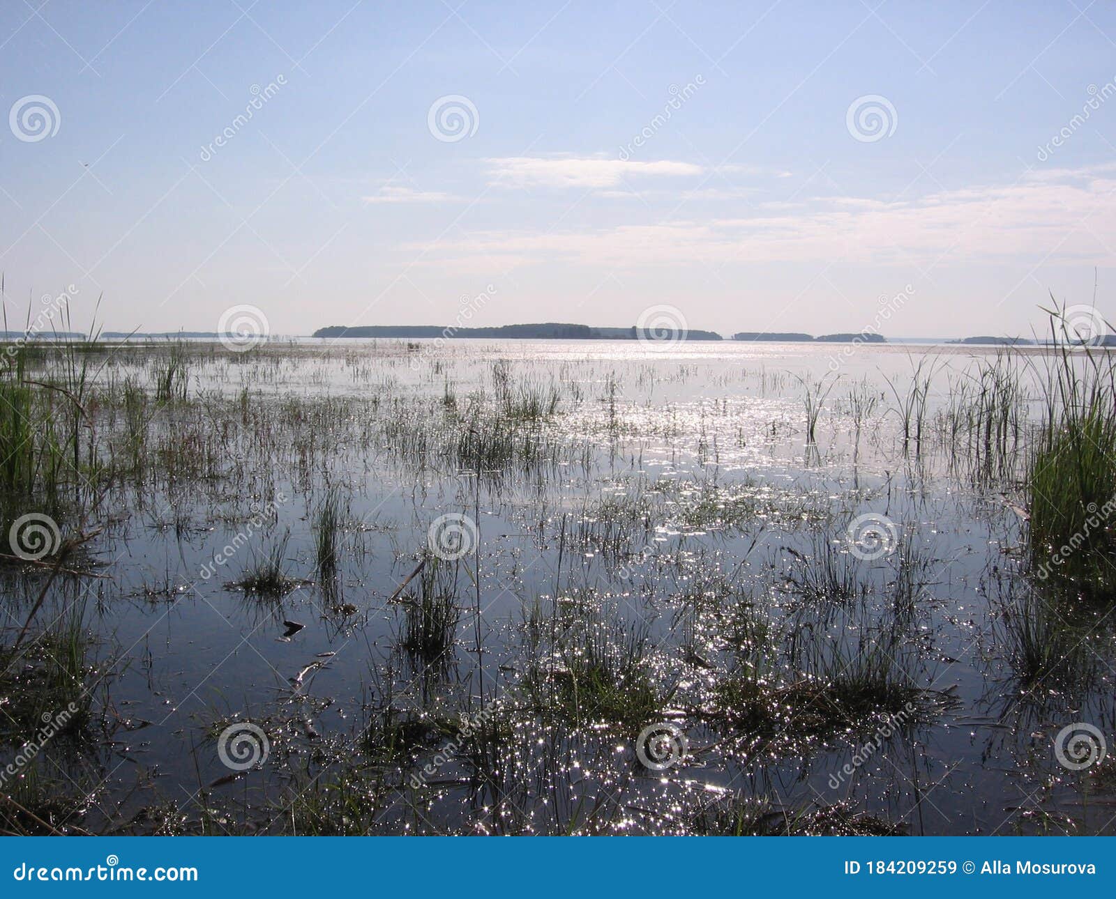 A Large Freshwater Lake on the Plain Overgrown with Grass and Algae for ...