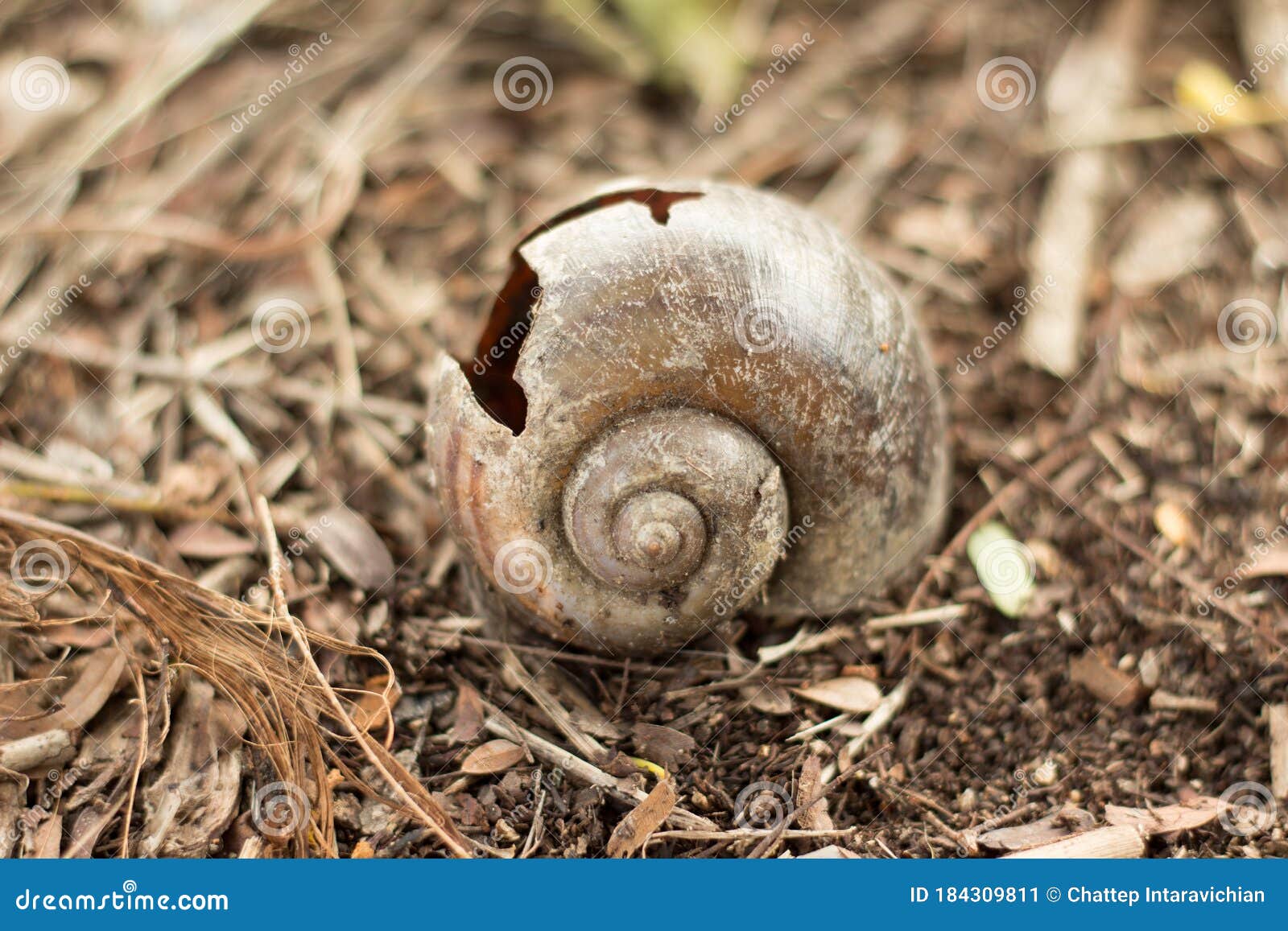 Large freshwater shells stock image. Image of collection - 184309811