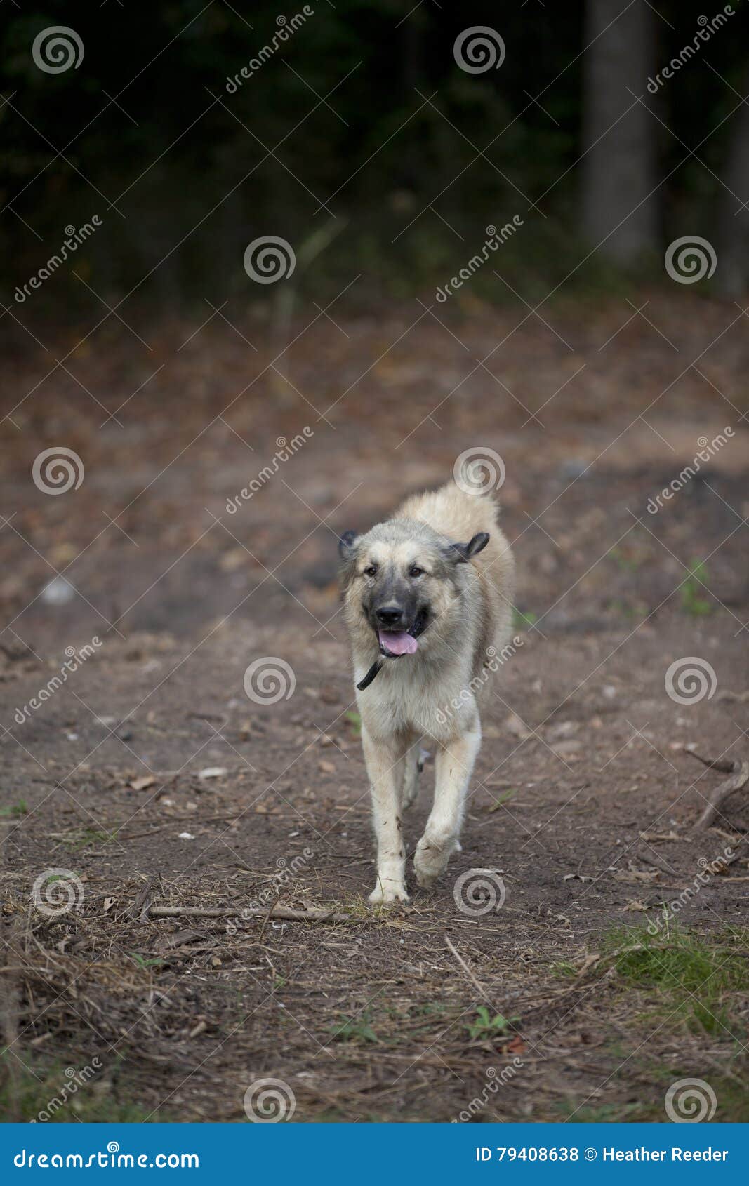 Large Friendly Dog Running through Open Field Stock Photo - Image of ...
