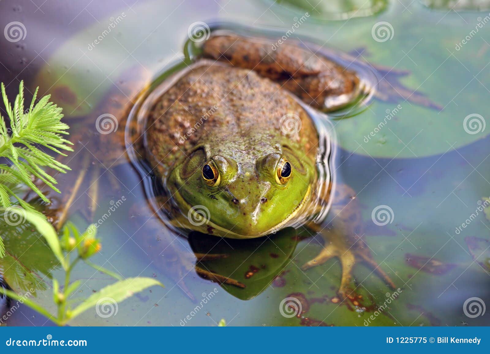 Large Frog stock image. Image of wart, froggy, slimy, leapfrog - 1225775
