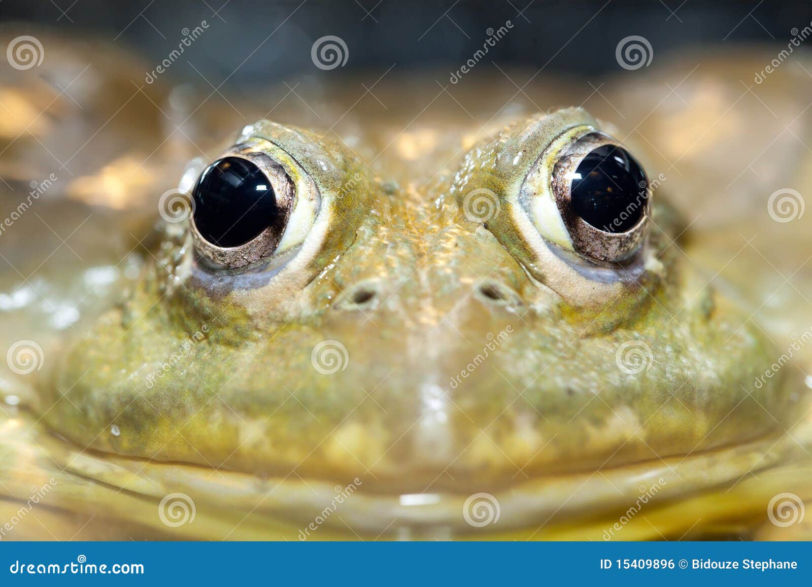 Large frog portrait stock photo. Image of funny, animal - 15409896