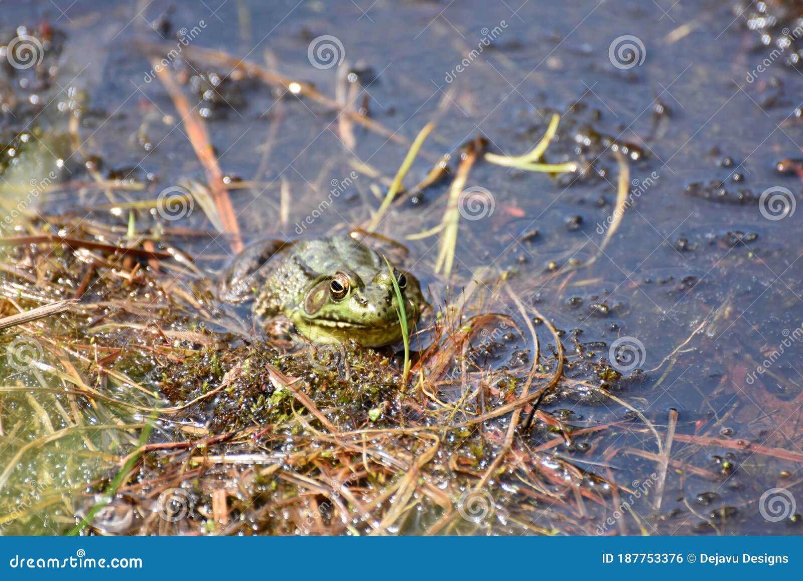 Large Frog Sitting in a Shallow Wetland Stock Photo - Image of marsh ...
