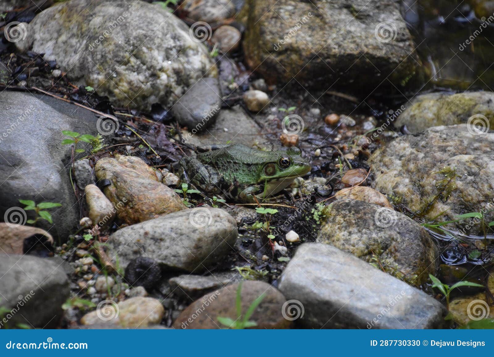 Large Frog in a Swamp in the Summer Stock Photo - Image of wetlands ...
