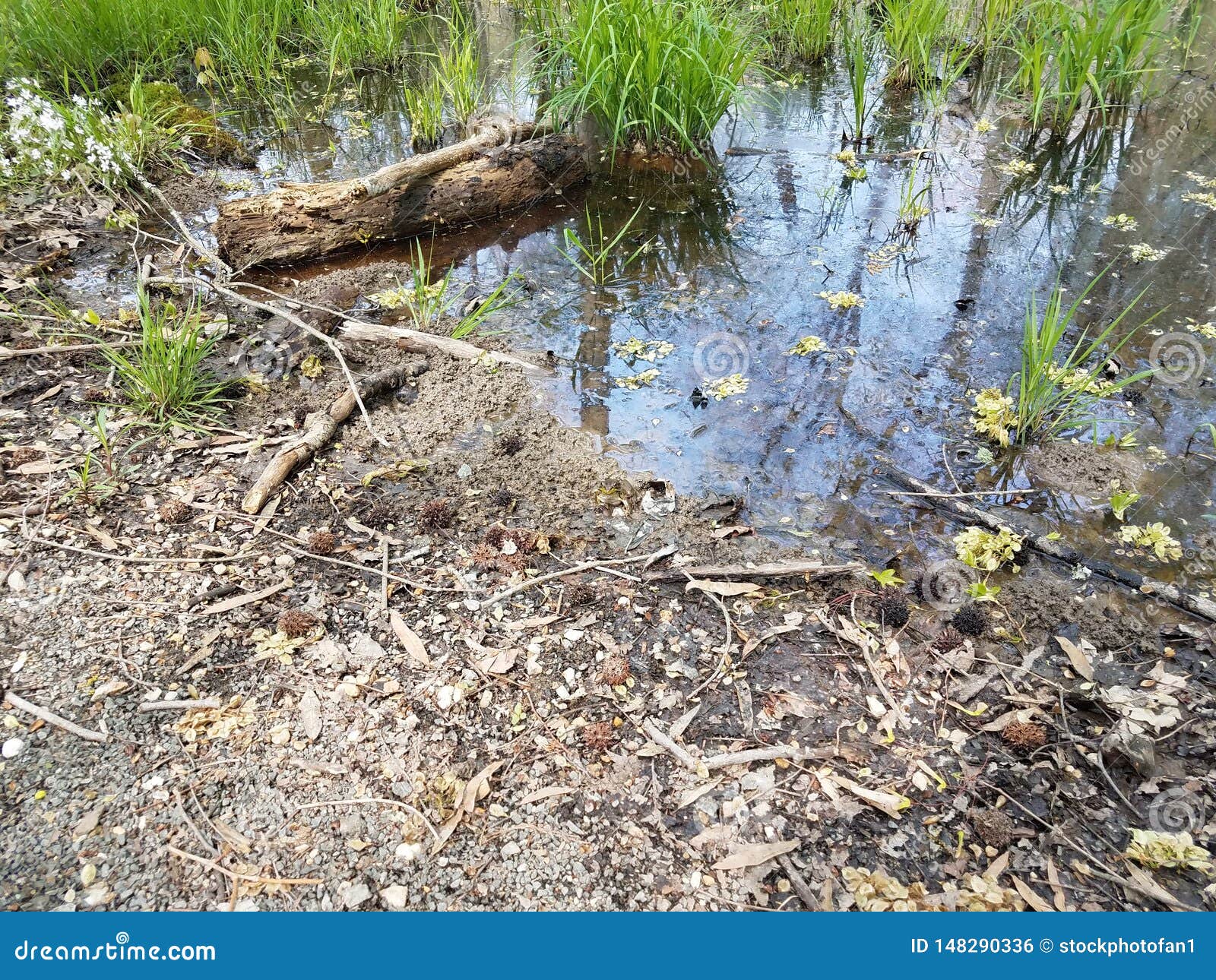 Large Frog and Water and Mud in Swamp Environment Stock Photo - Image ...