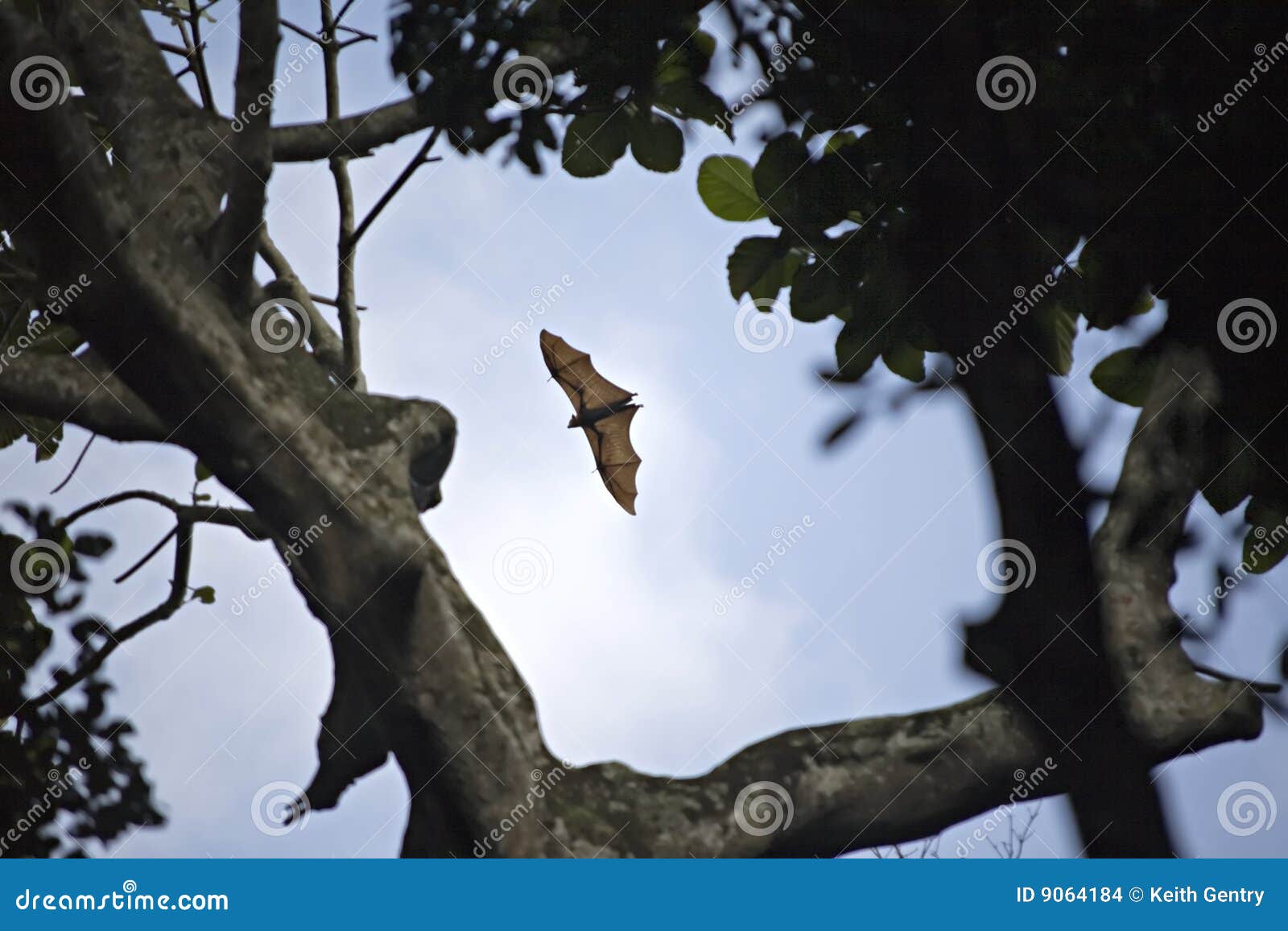 Large Fruit Bat Flying Over Forest in Bali Stock Photo - Image of ...