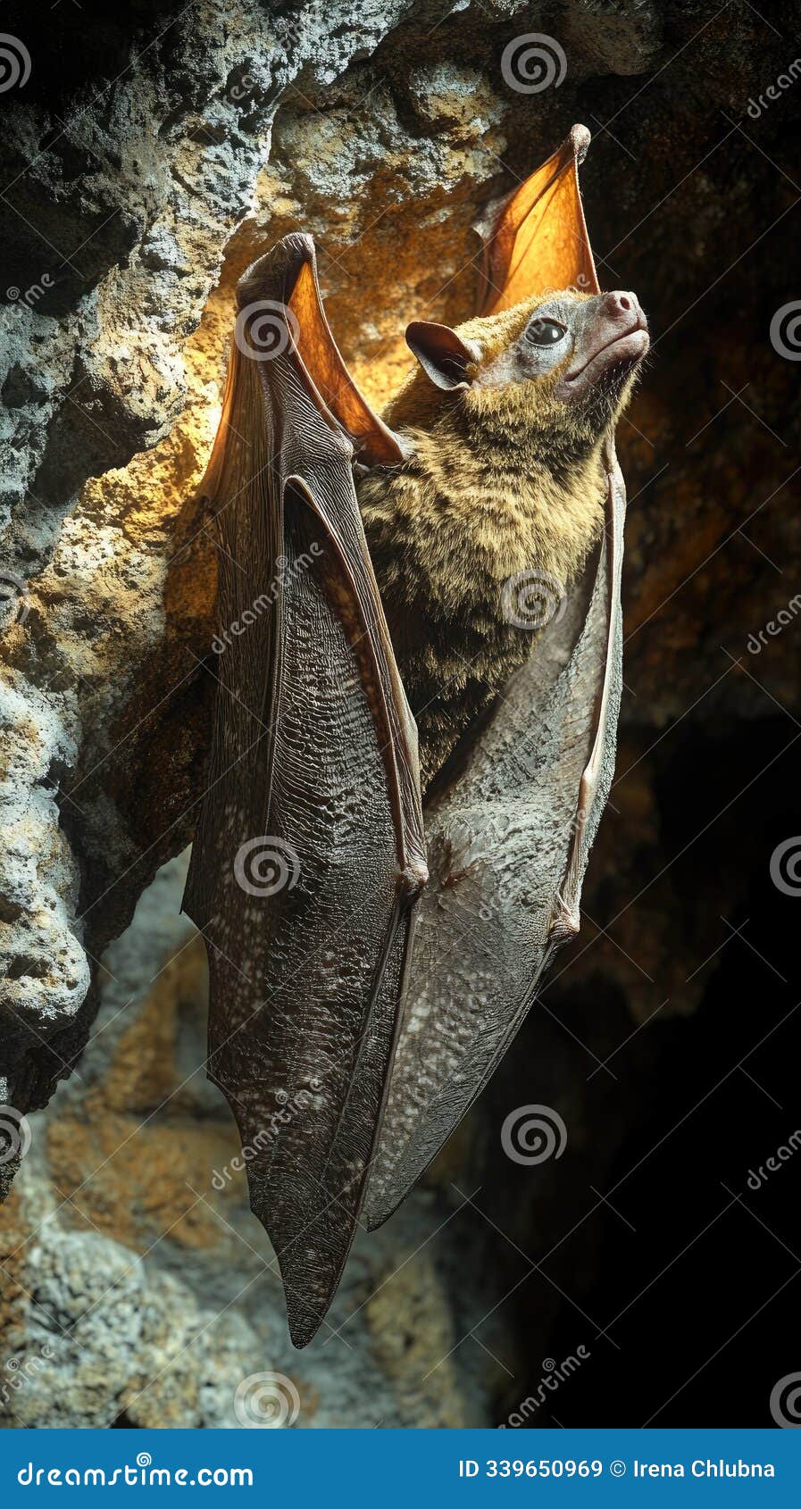 Megabat Fruit Bat Old World Fruit Bat Or Flying Fox In Flight Woodcut ...