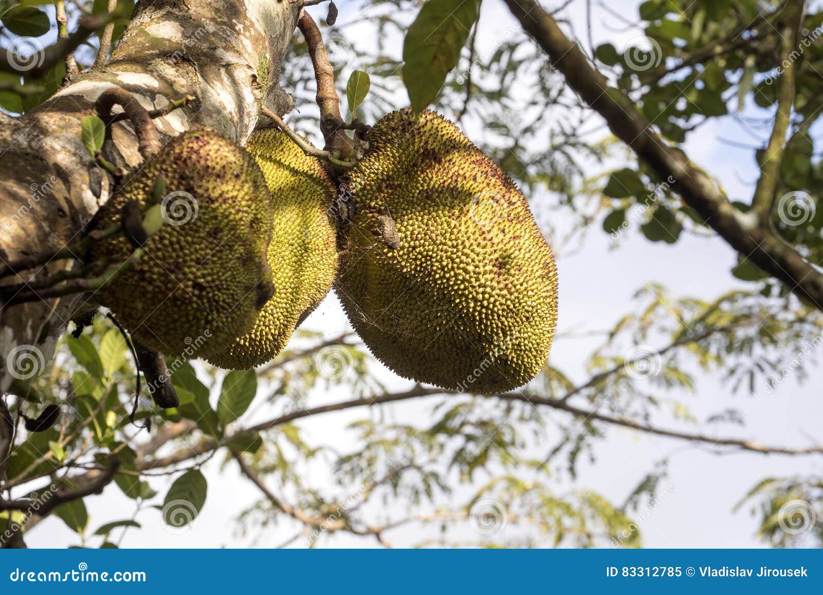 Large fruit jackfruit tree stock image. Image of climate - 83312785