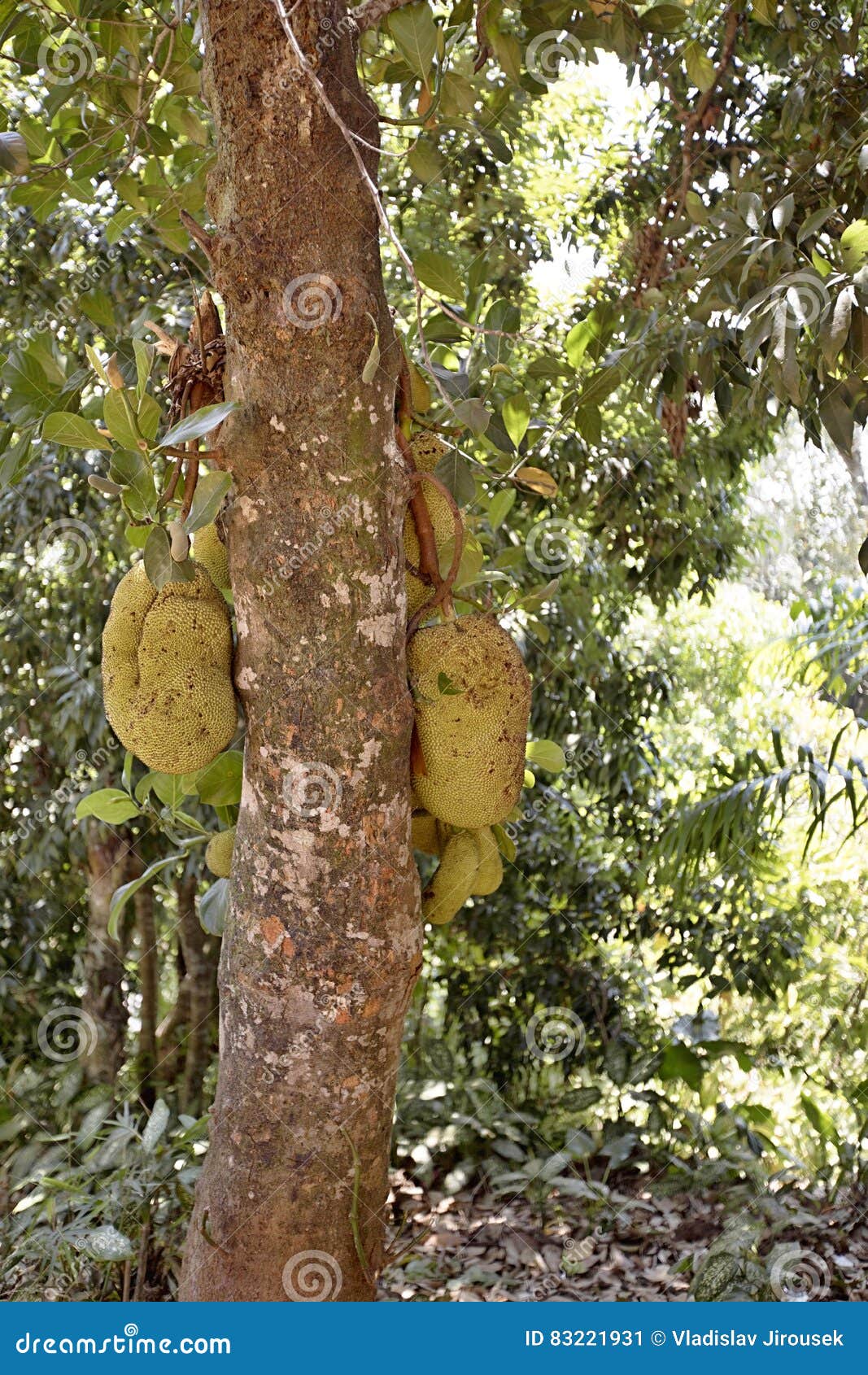 The Large Fruit Jackfruit Tree. Madagascar Stock Image - Image of tree ...