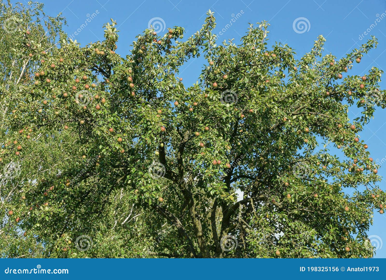 Large Fruit Tree with Branches Stock Photo - Image of leaves, green ...
