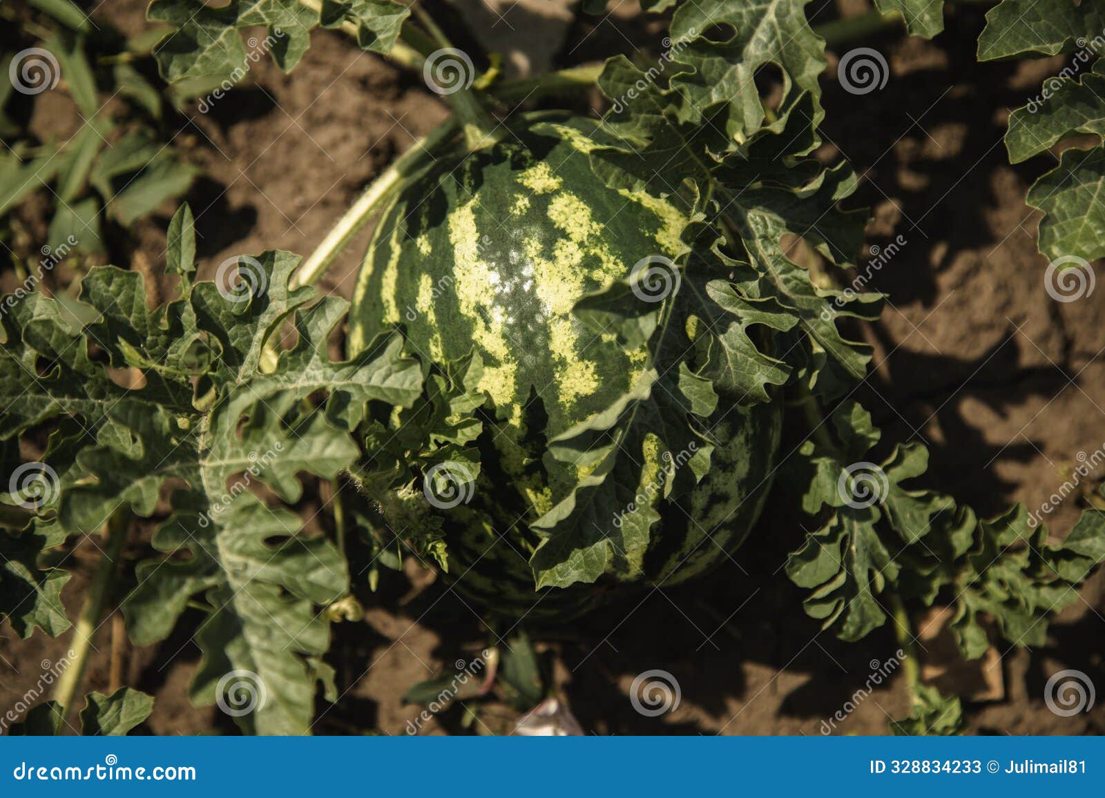 Large Fruit Vegetable, Watermelon Top View, among Leaves Stock Image ...