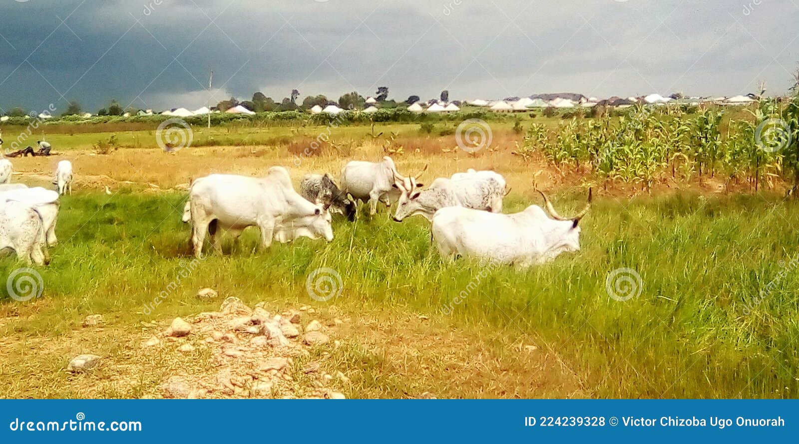 Large Fulani Cows Grazing in a Grass Field Stock Photo - Image of field ...