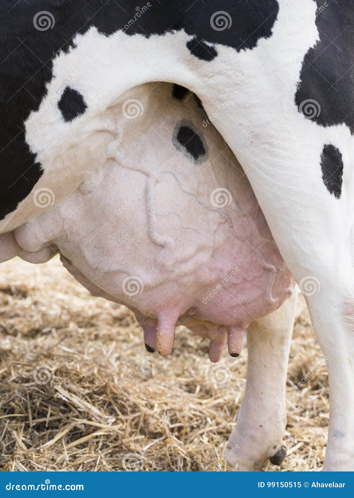 Large Full Udder Under Black and White Cow Stock Image - Image of green ...