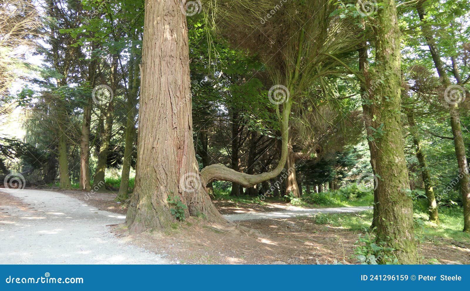 A Large Fun Y Shaped Yew Tree Growing in the Forest Stock Image - Image ...