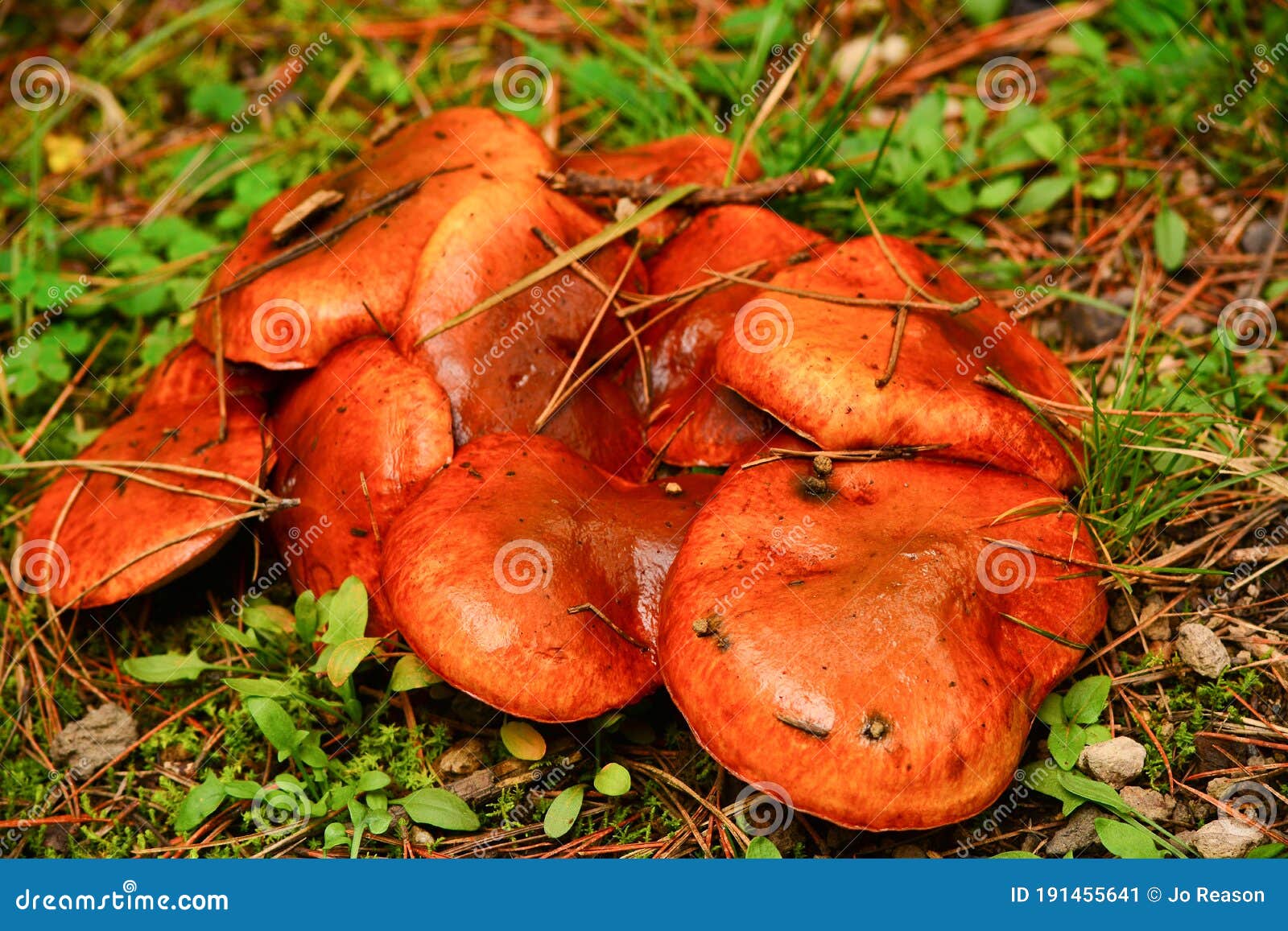 Large funghi stock image. Image of plant, organic, close - 191455641