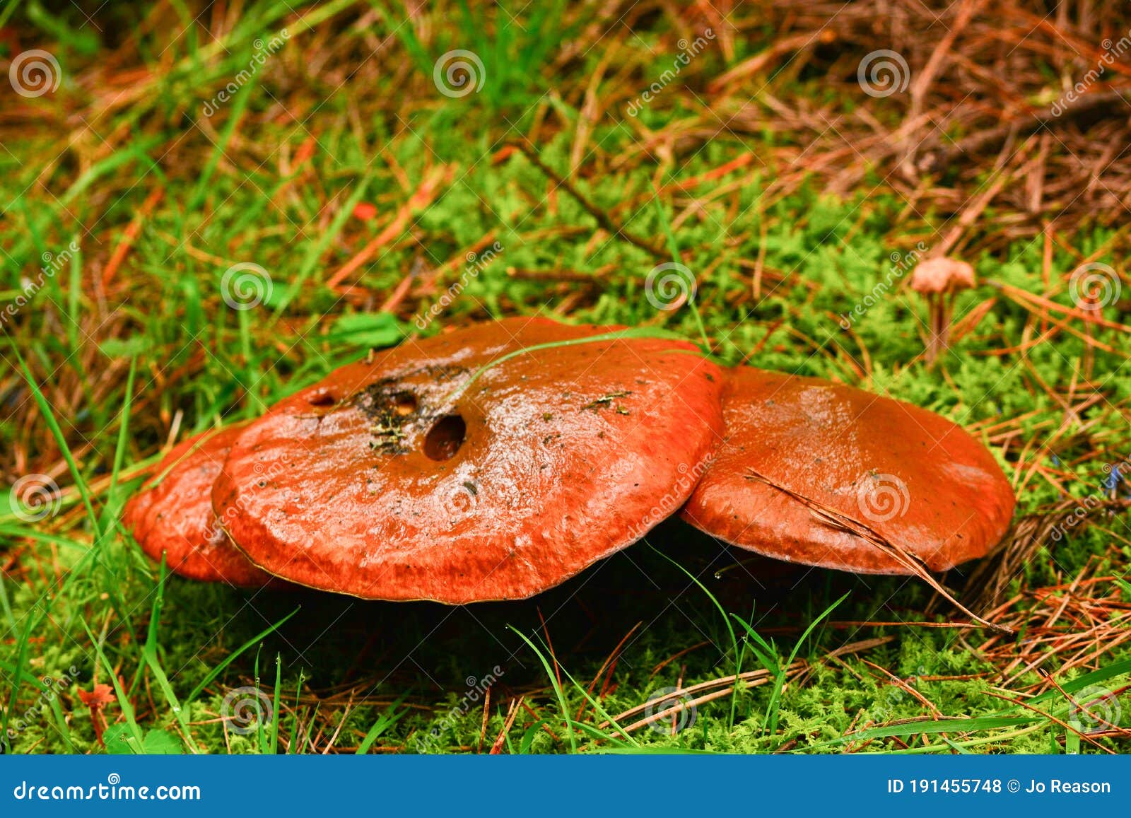 Large funghi stock photo. Image of macro, fungi, brown - 191455748