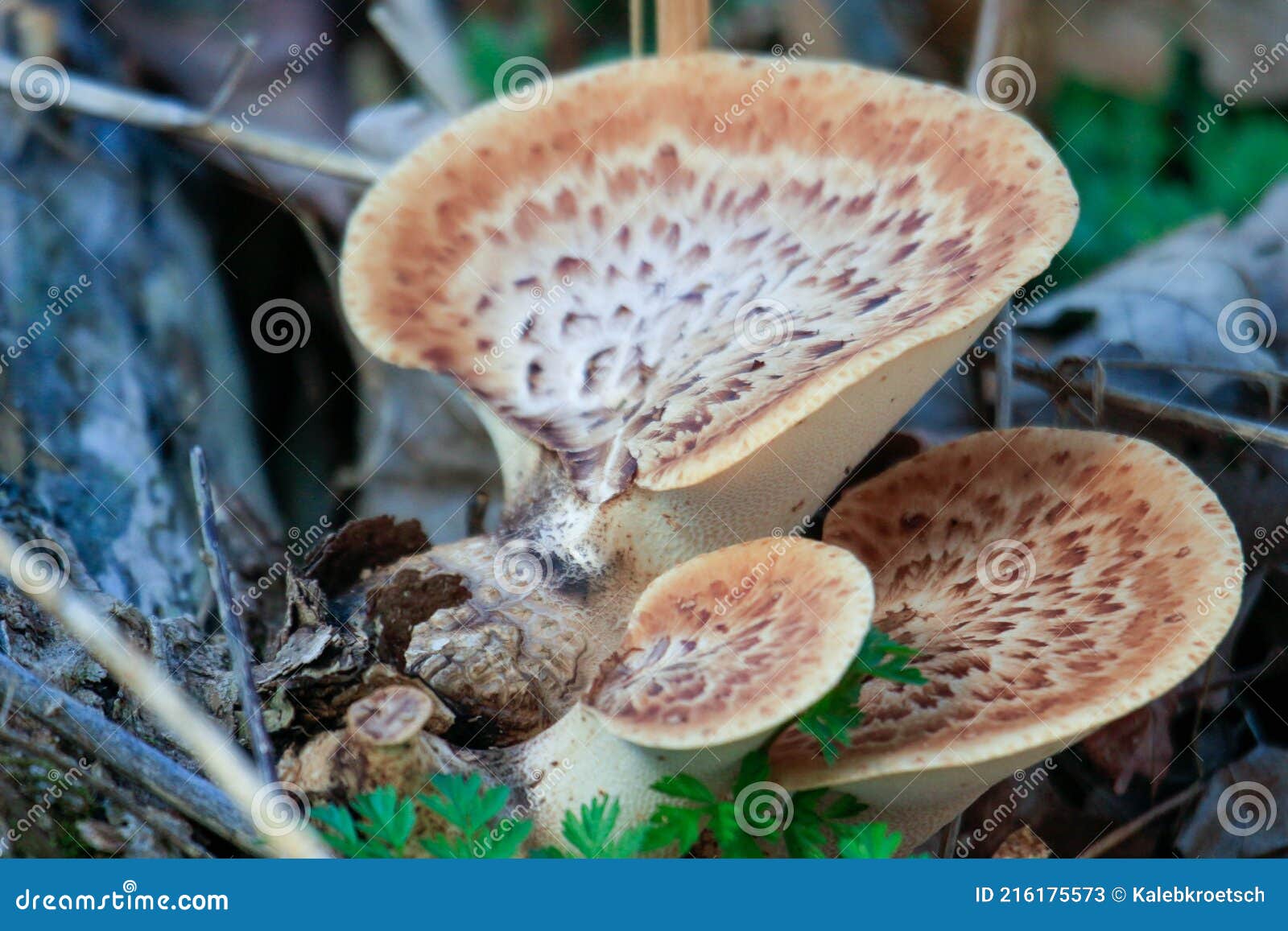 Large Funghi Grows on a Decomposing Tree on the Forest Floor Stock ...