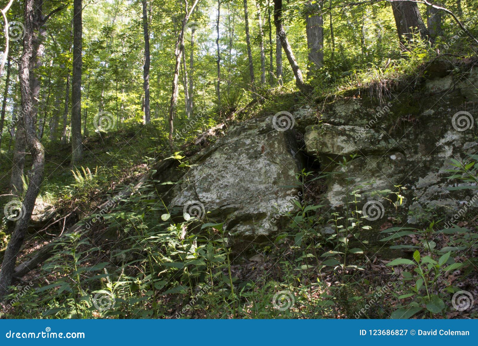 Large Fungus Covered Rock in Forest Stock Image - Image of trees, side ...