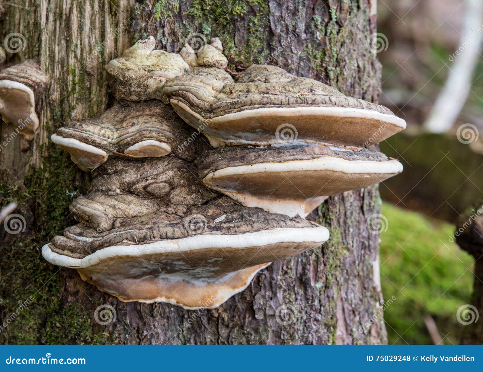 Large Fungus Grows Off Side of Tree Trunk Stock Photo - Image of trees ...