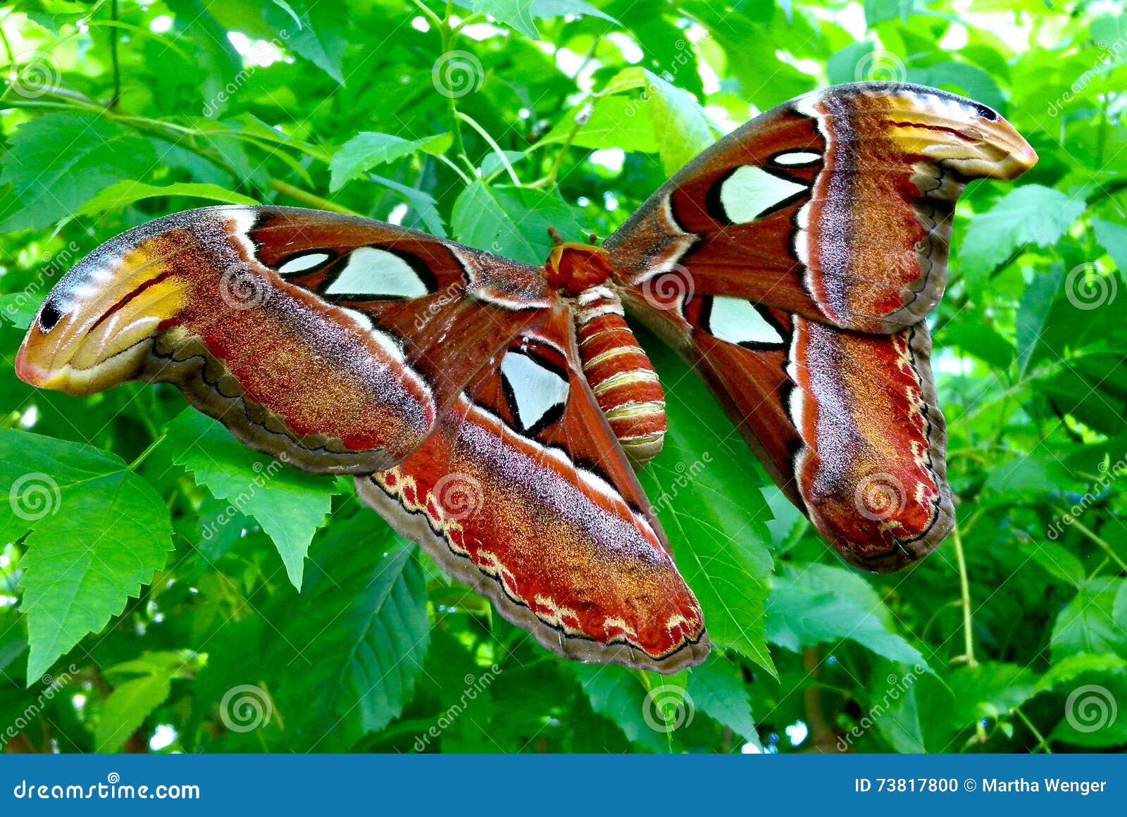 946 Furry Moth Photos - Free & Royalty-Free Stock Photos from Dreamstime