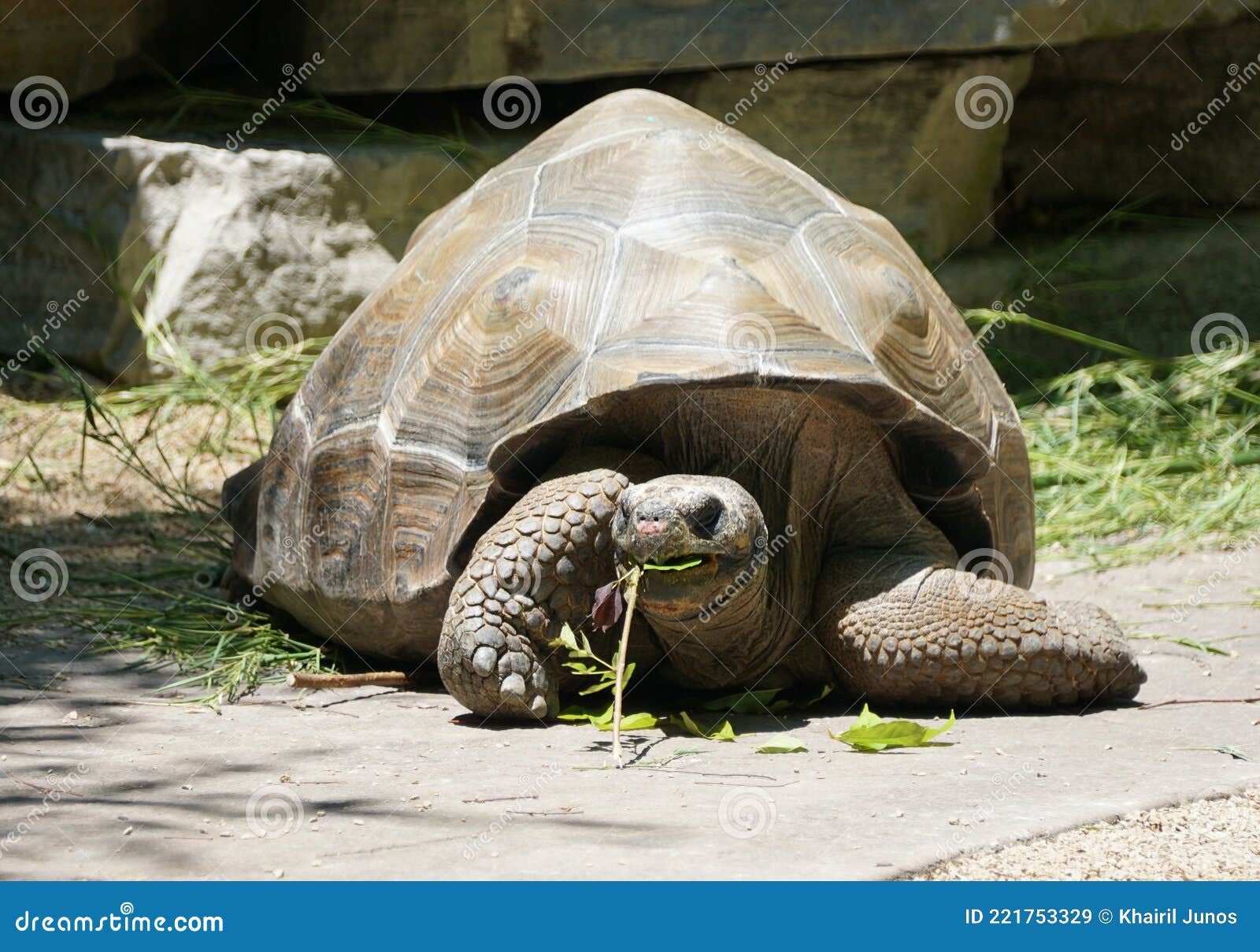 A Large Galapagos Tortoise Eating the Grass Stock Image - Image of ...