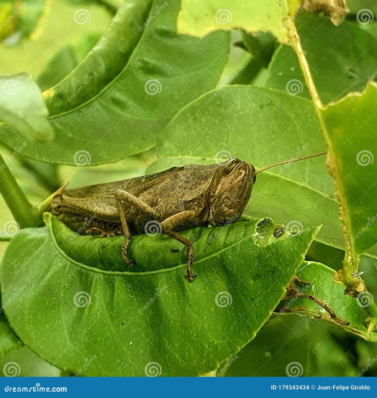 Large garden cricket stock photo. Image of cricket, nature - 179343434