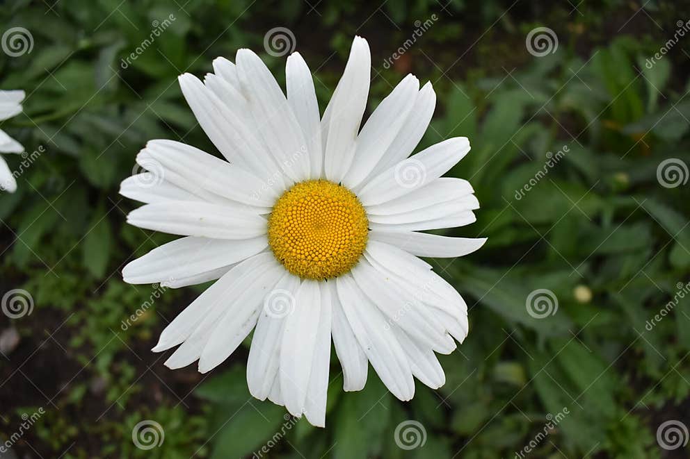 A Large Garden Daisy in the Garden. Stock Image - Image of wildflower ...