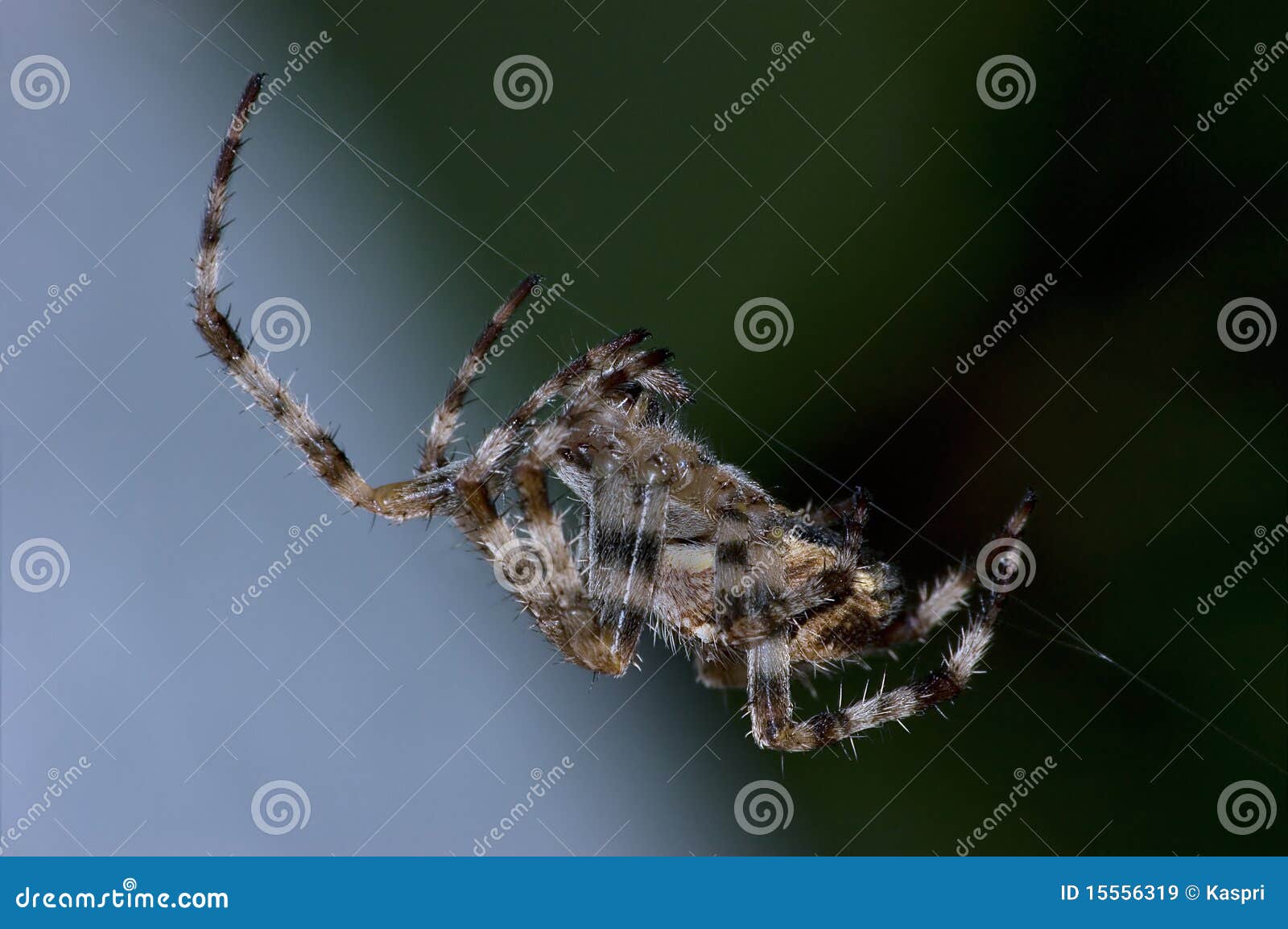 Large Garden Orb Spider Macro Stock Image - Image of grey, creature ...