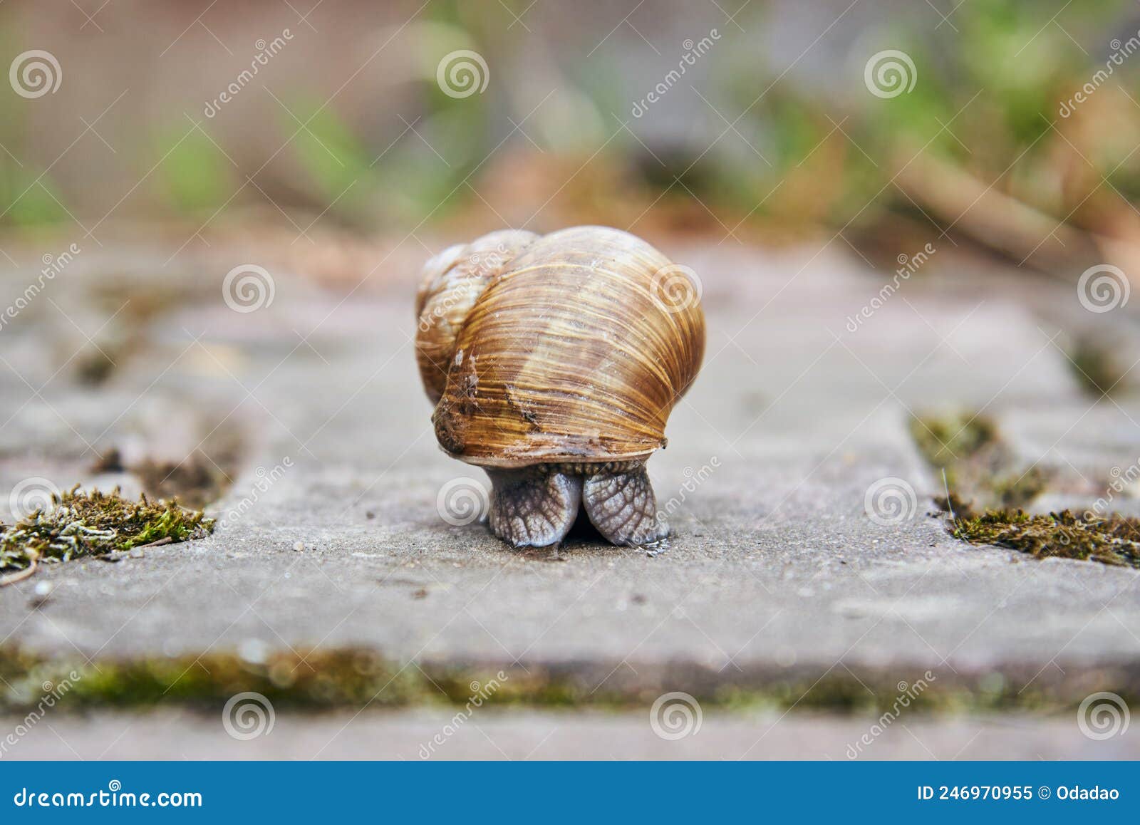 A Large Garden Snail Crawls Along an Asphalt Path. Stock Image - Image ...