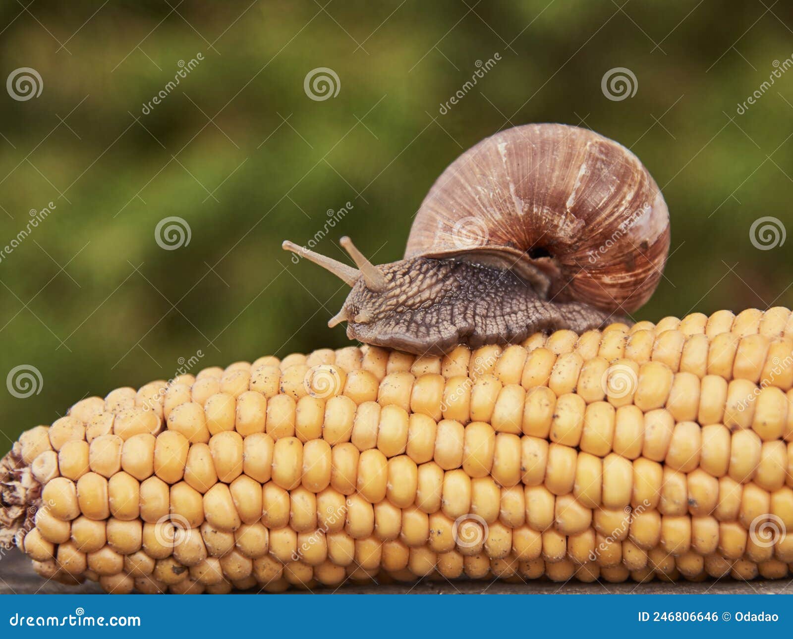 A Large Garden Snail Crawls on a Corn Cob. Stock Photo - Image of slug ...