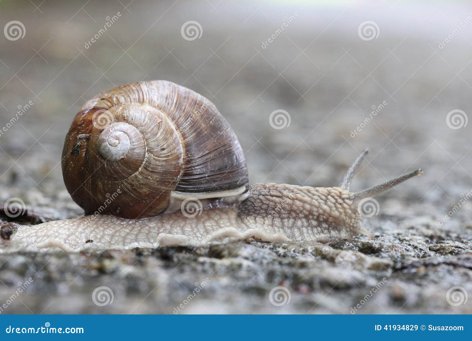 Large garden snail stock image. Image of nutriment, edible - 41934829