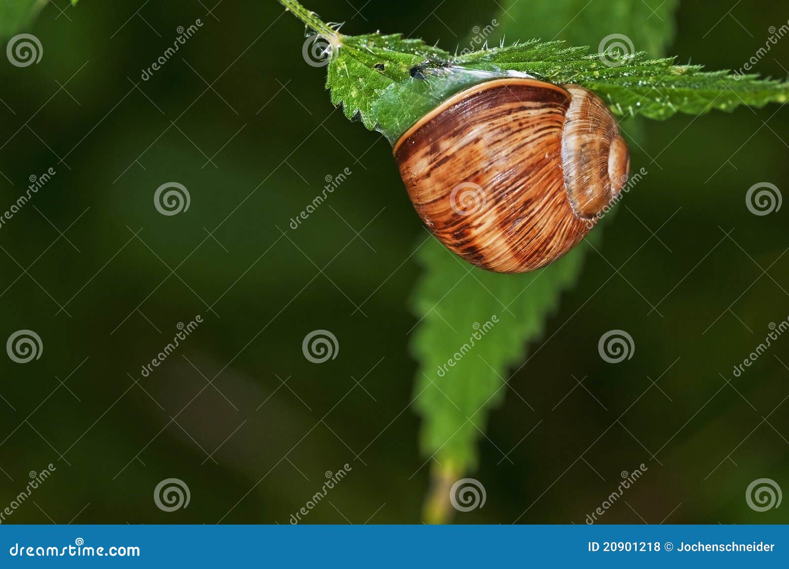 Large Garden Snail, Helix Pomatia Stock Photo - Image of large, brown ...