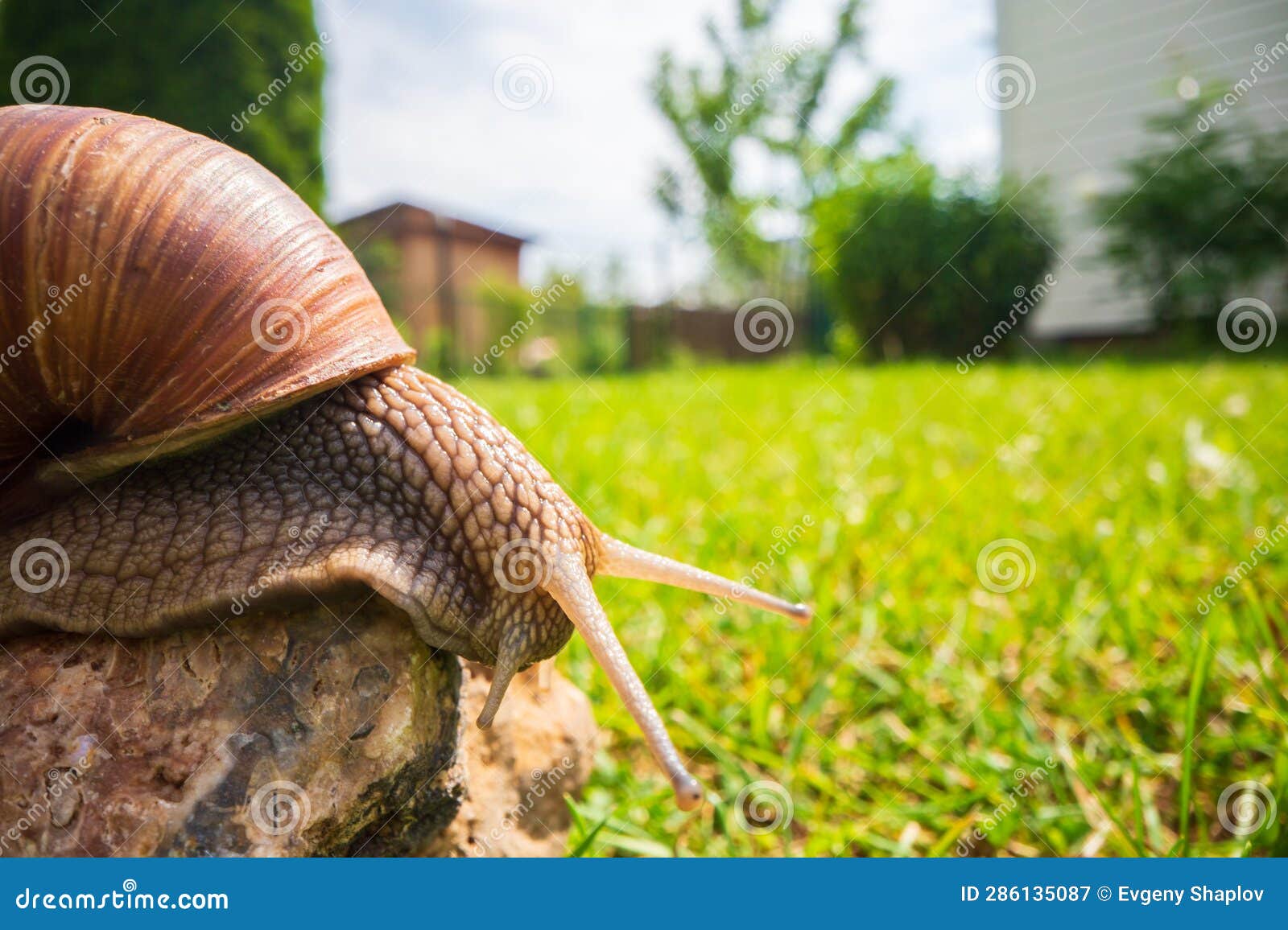 A Large Garden Snail with a Striped Shell Close-up Crawls on a Stone in ...