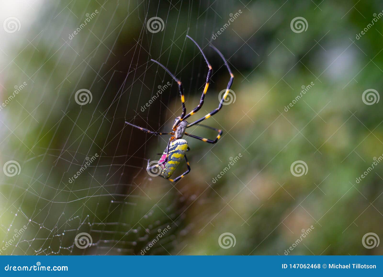Large Garden Spider on it`s Web in Japan Stock Photo - Image of large ...